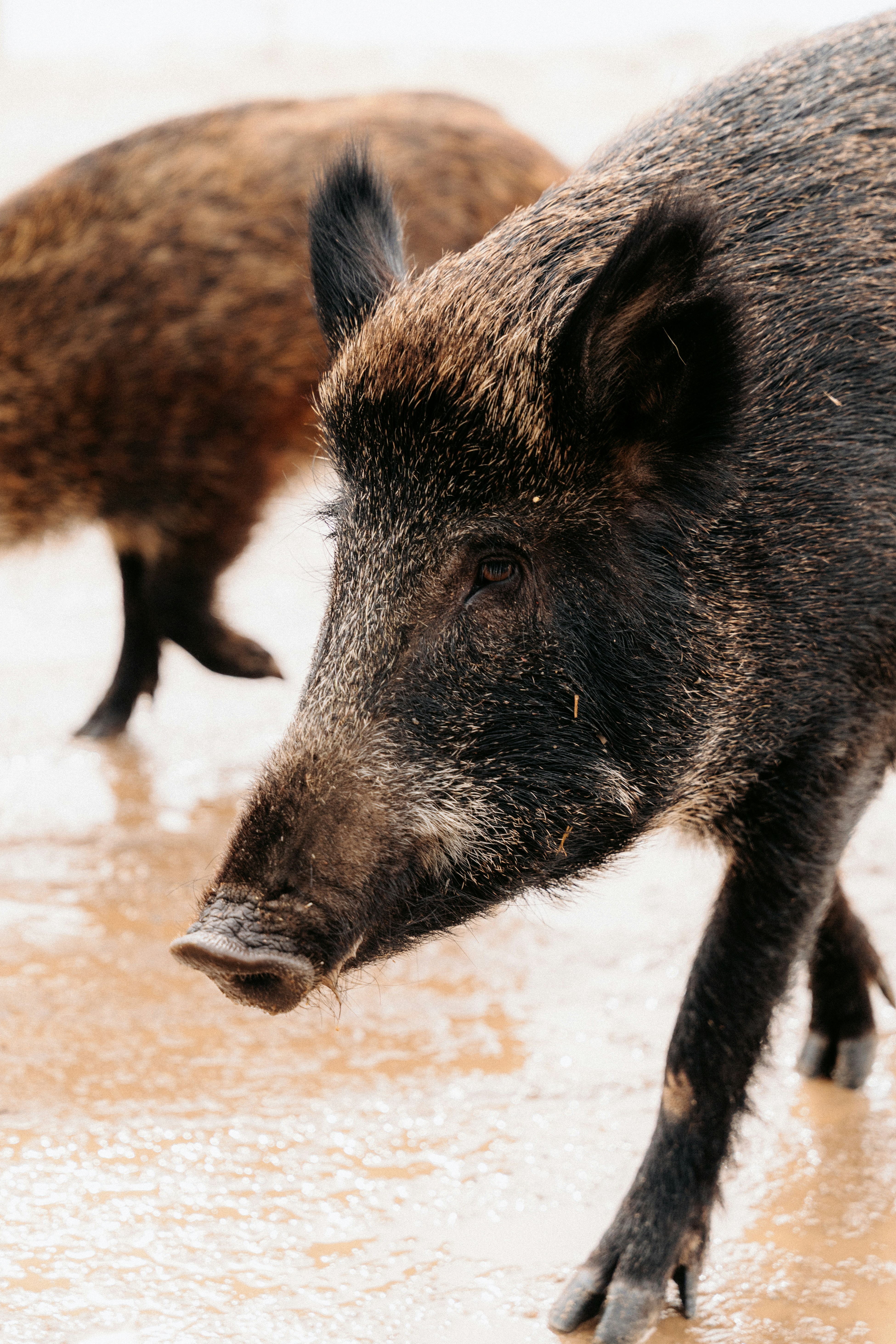 Mud-caked Boar in Close Focus