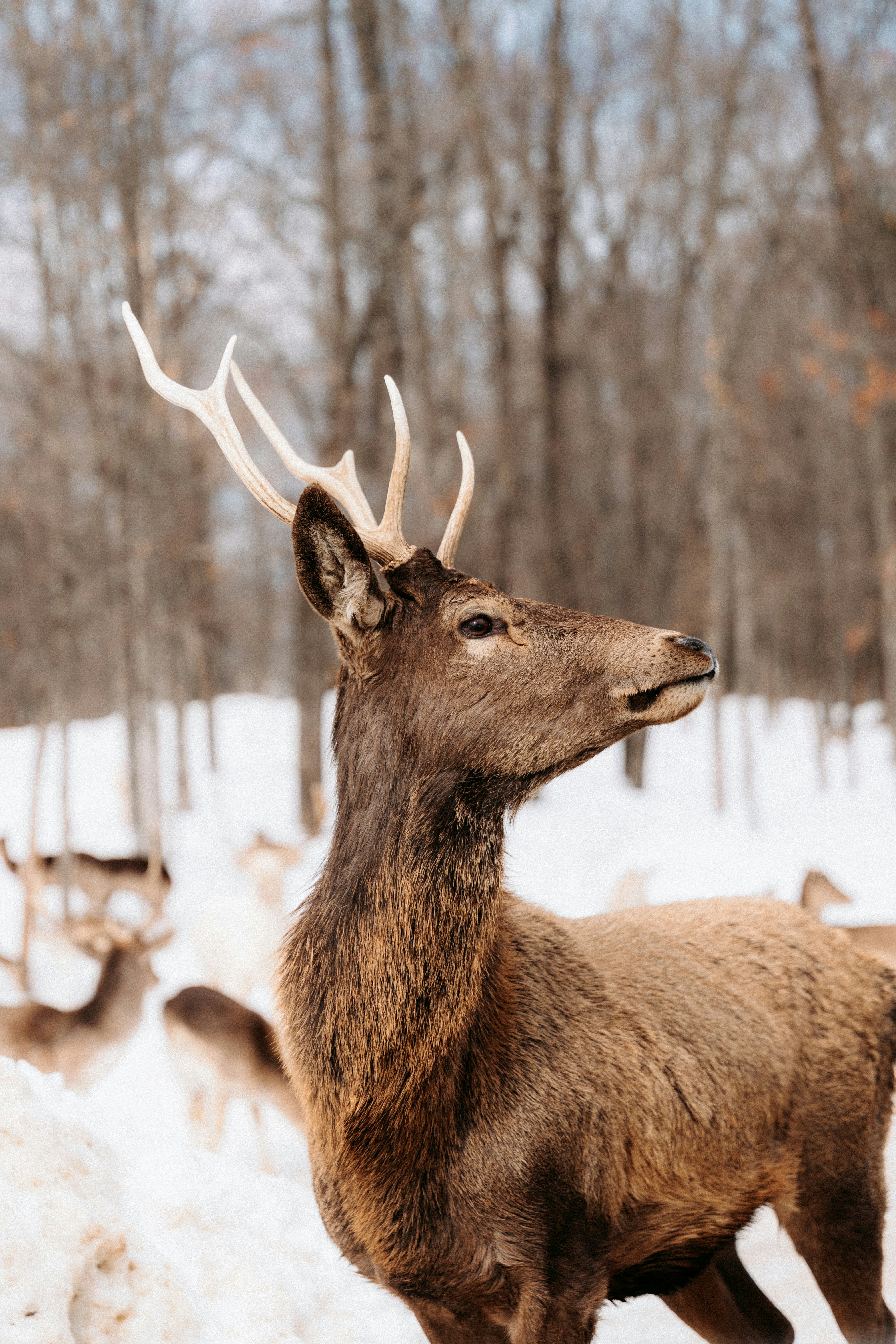 Stilled Wilderness: A Buck in Winter Silence