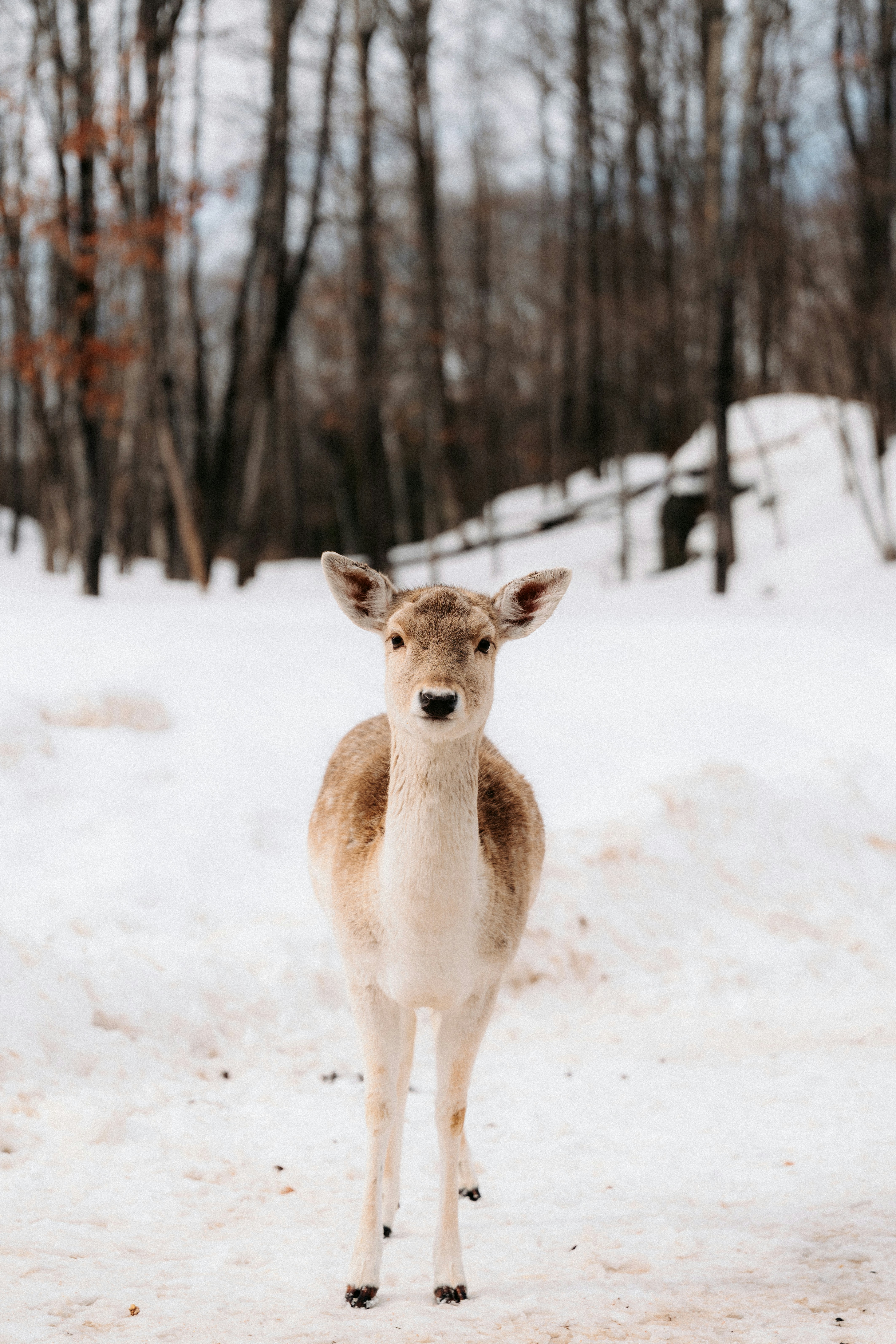 Winter Stalker: A Curious Deer Stands Central in the Snow