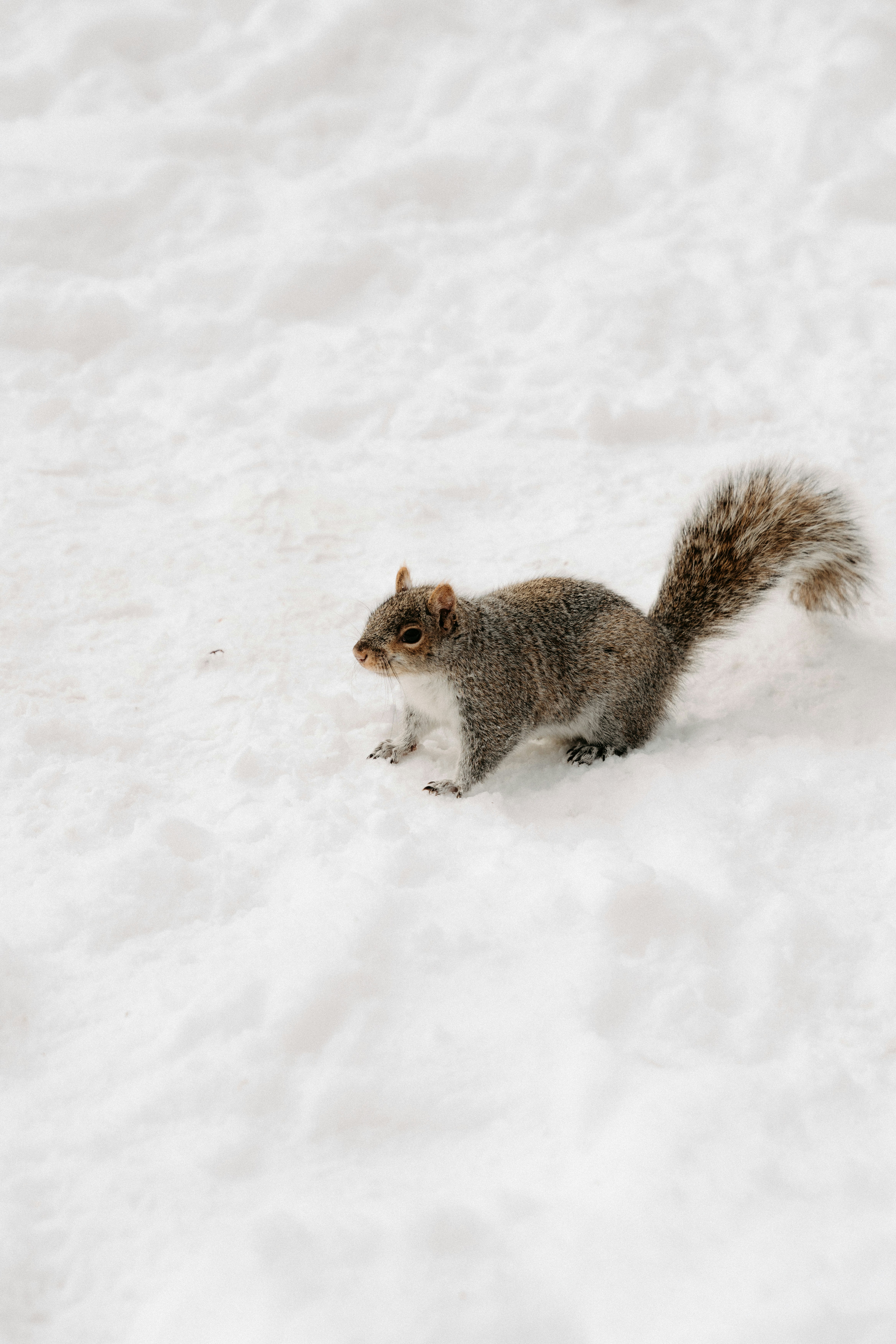 Grey Squirrel on Snow: a wary pause in a frozen meadow