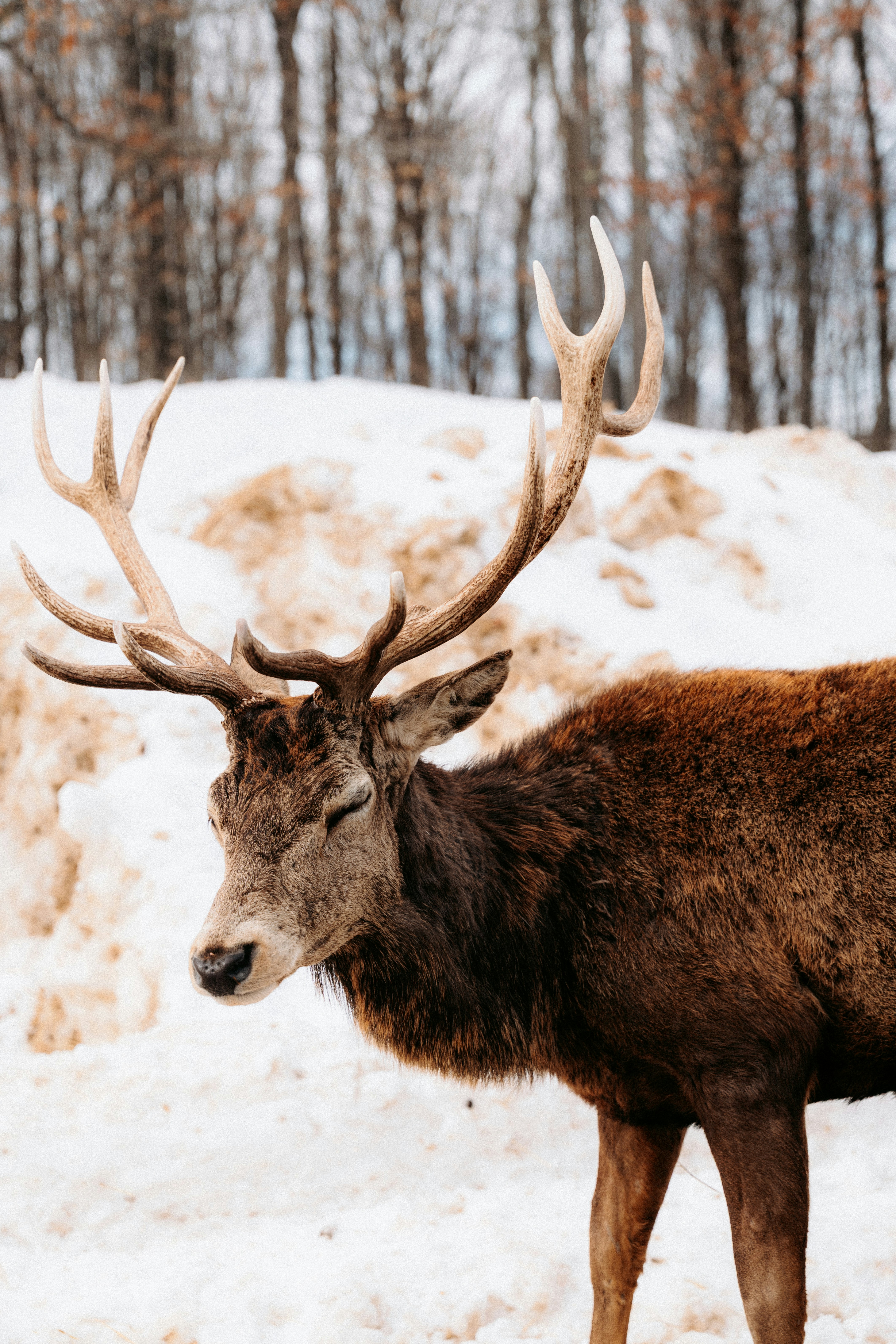 Majestic Stag Above Snowy Quiet