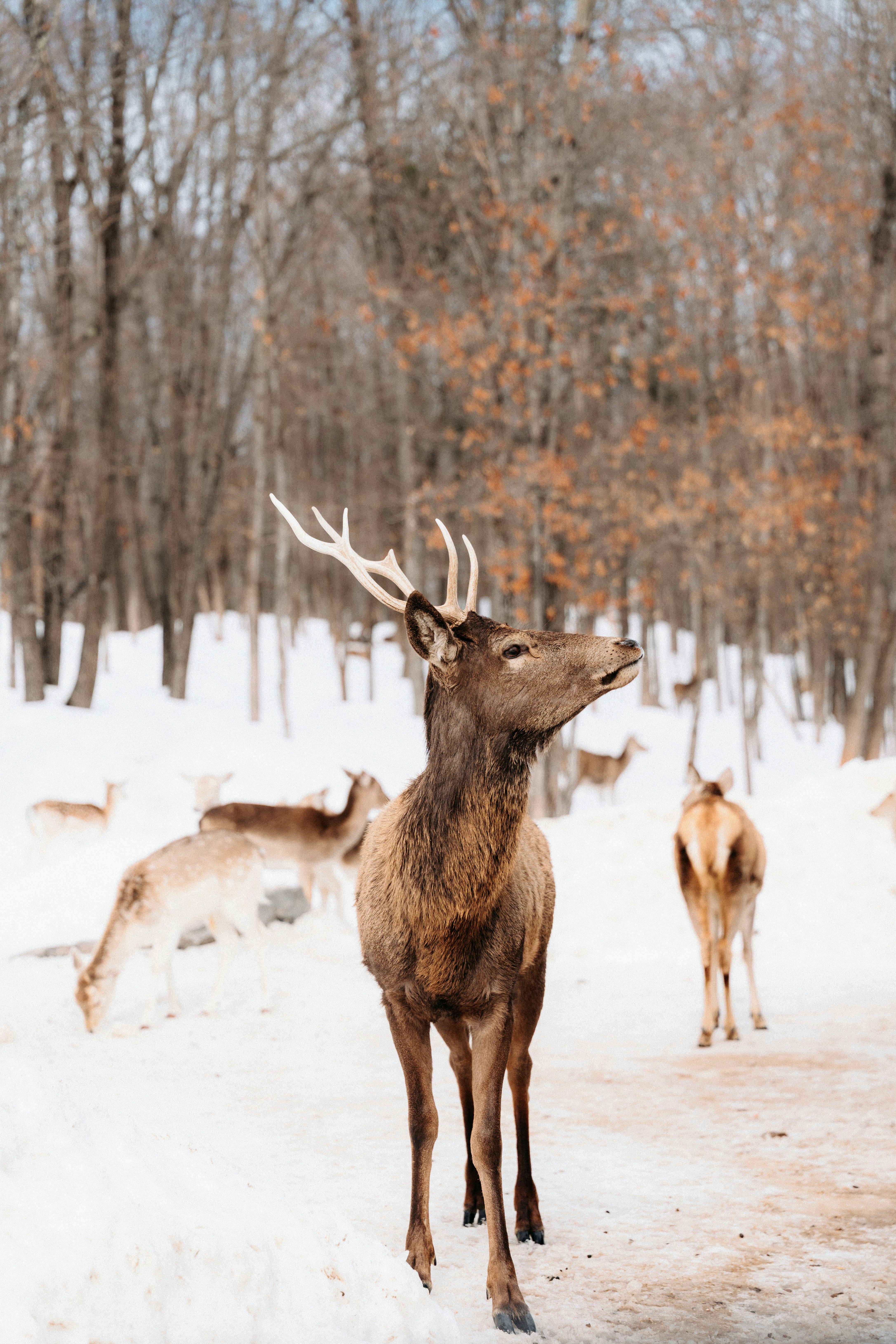 Winter Herd: A Regal Buck Leads Through the Snow