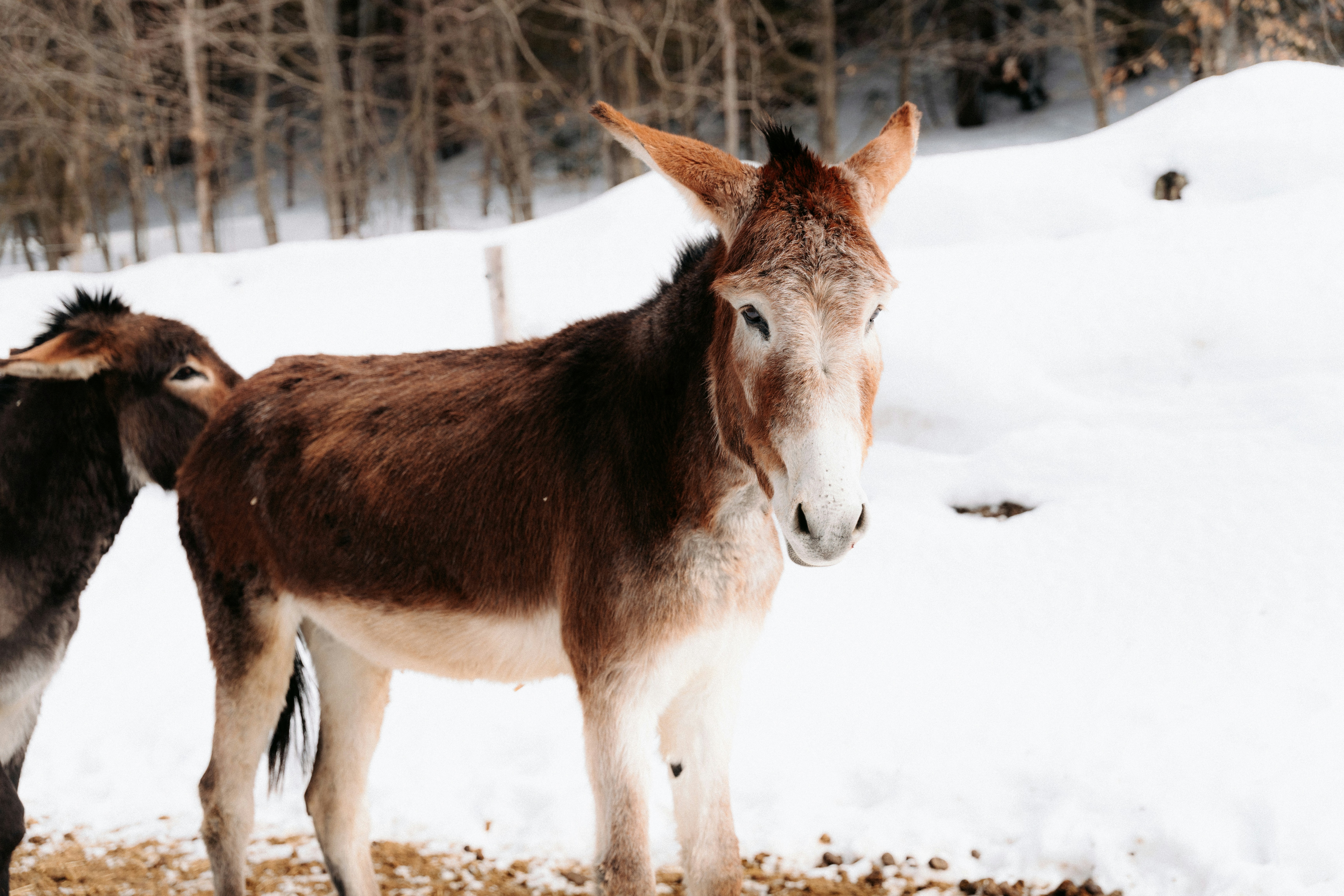 Snowlit Donkey Duo: Quiet Presence in a Winter Field