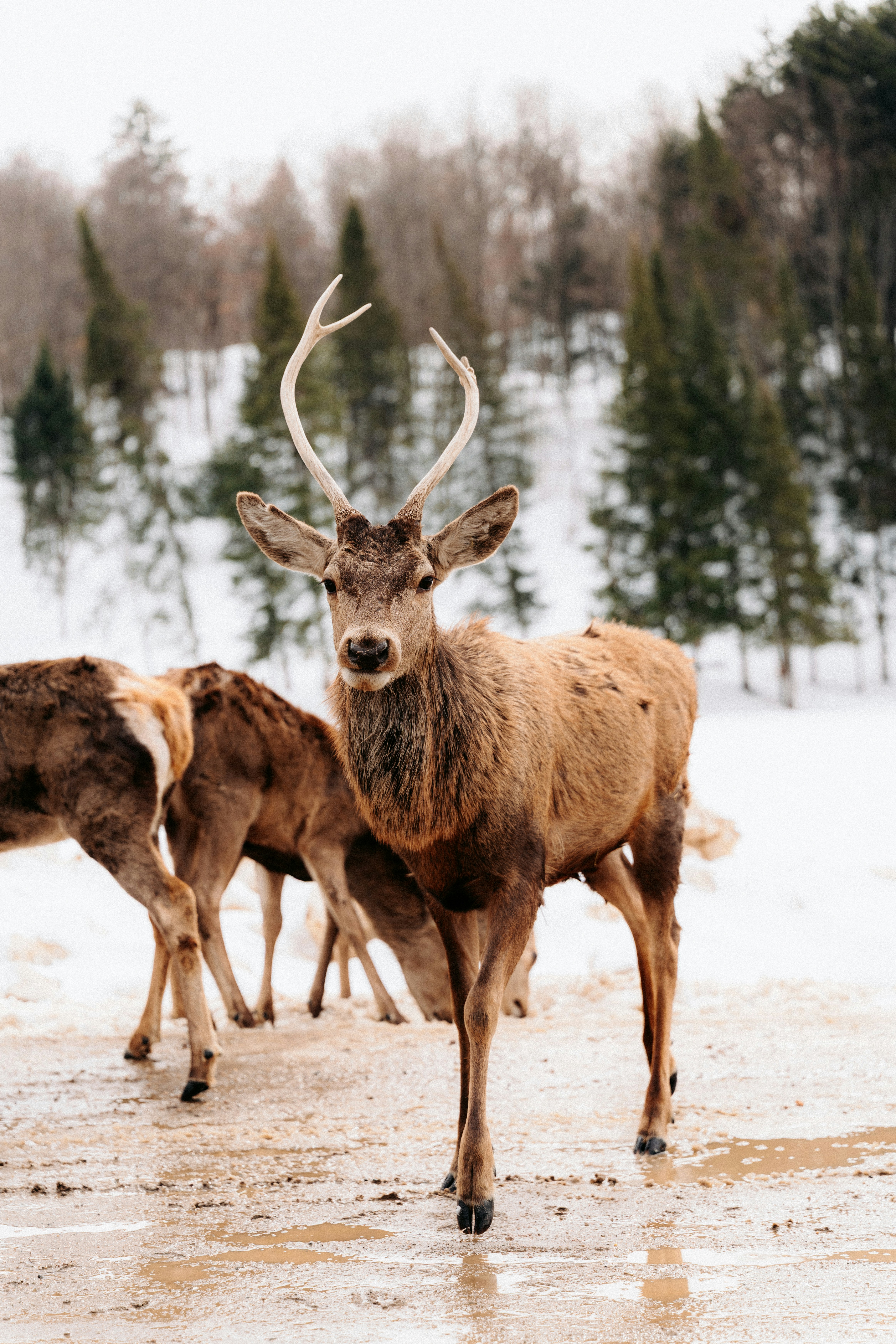 Antlered Watcher in Winter Meadow