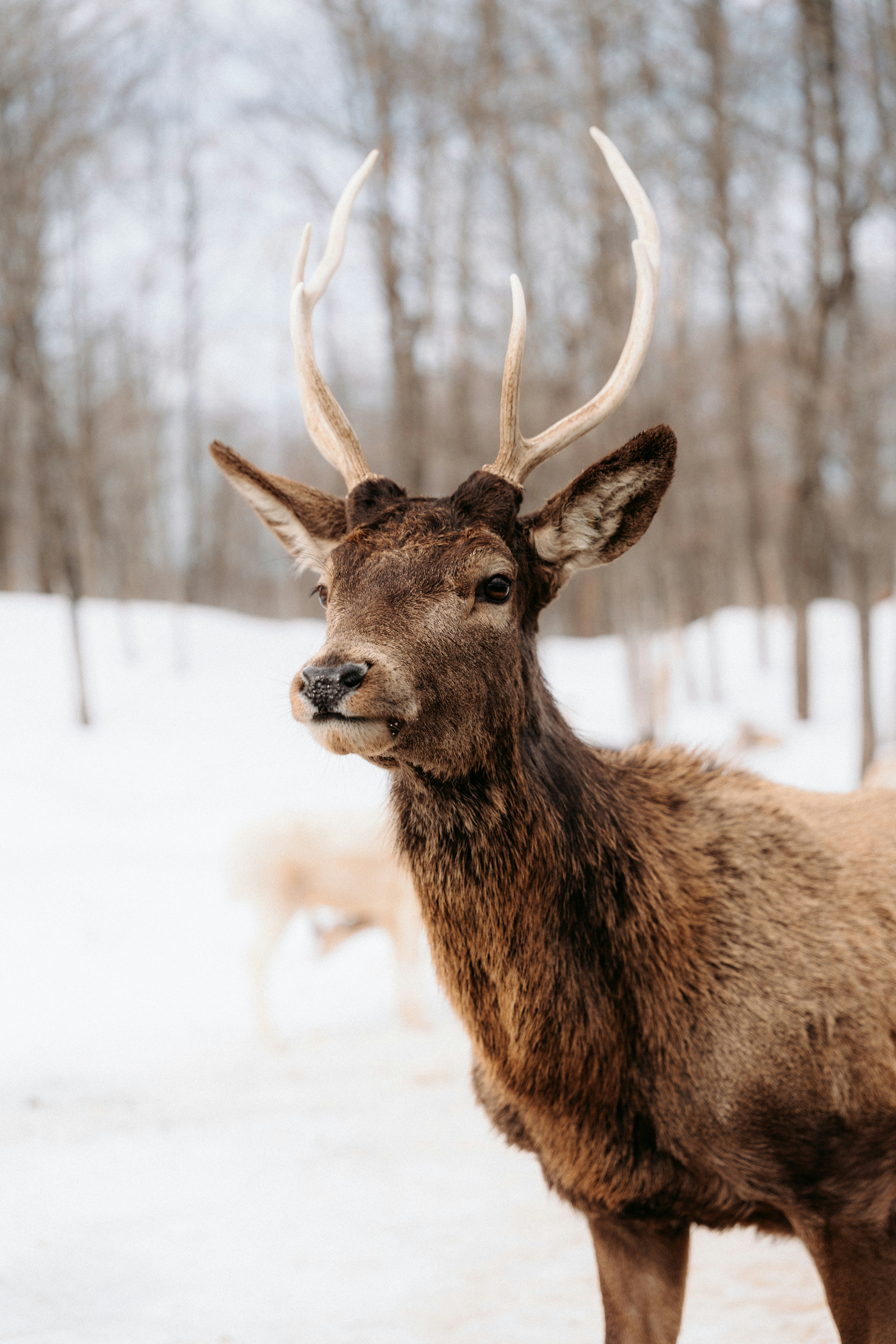 Winter Stalker: A stag glances through a snowy forest