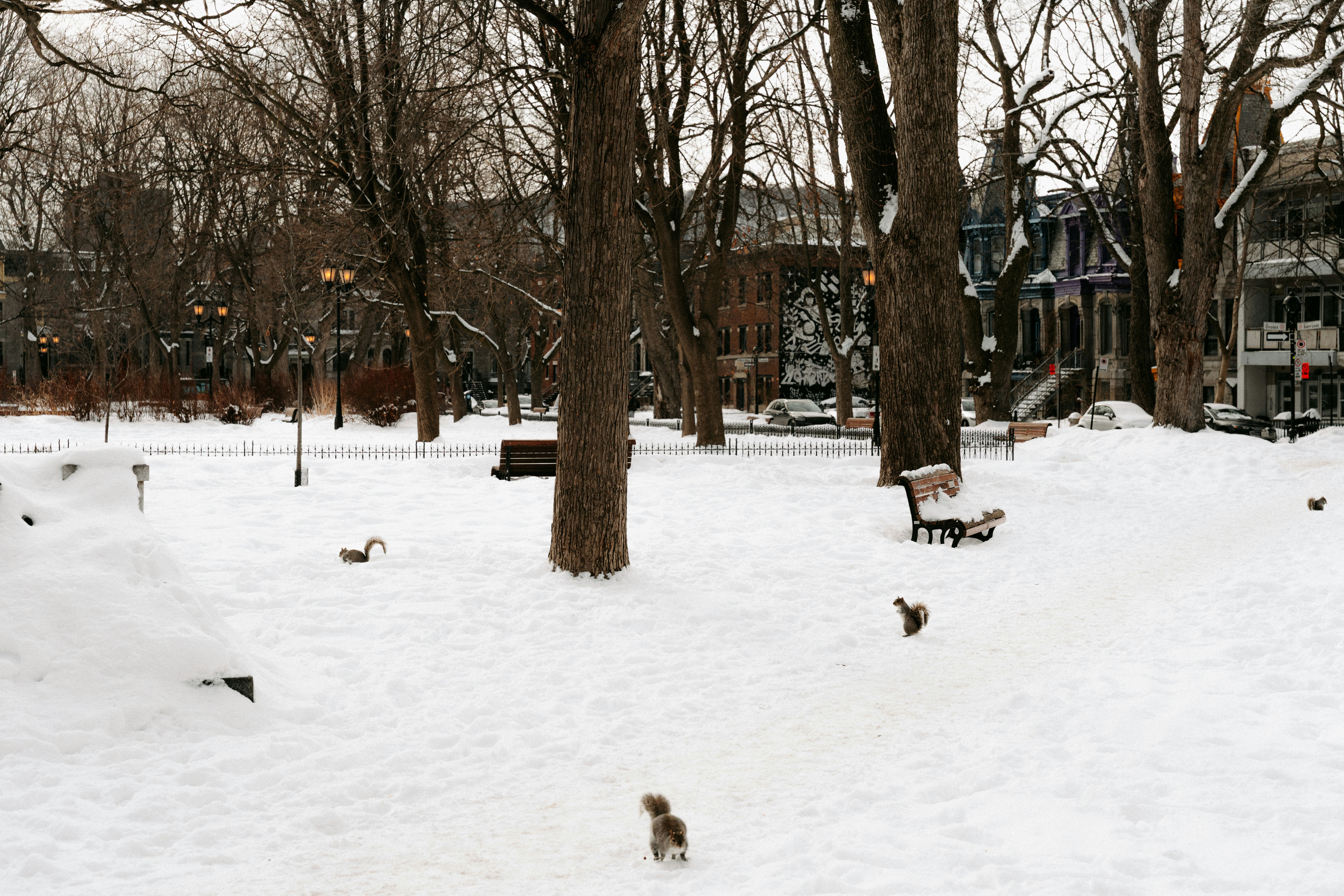 Winter Waypoints: A Quiet Snowy Park Serenade