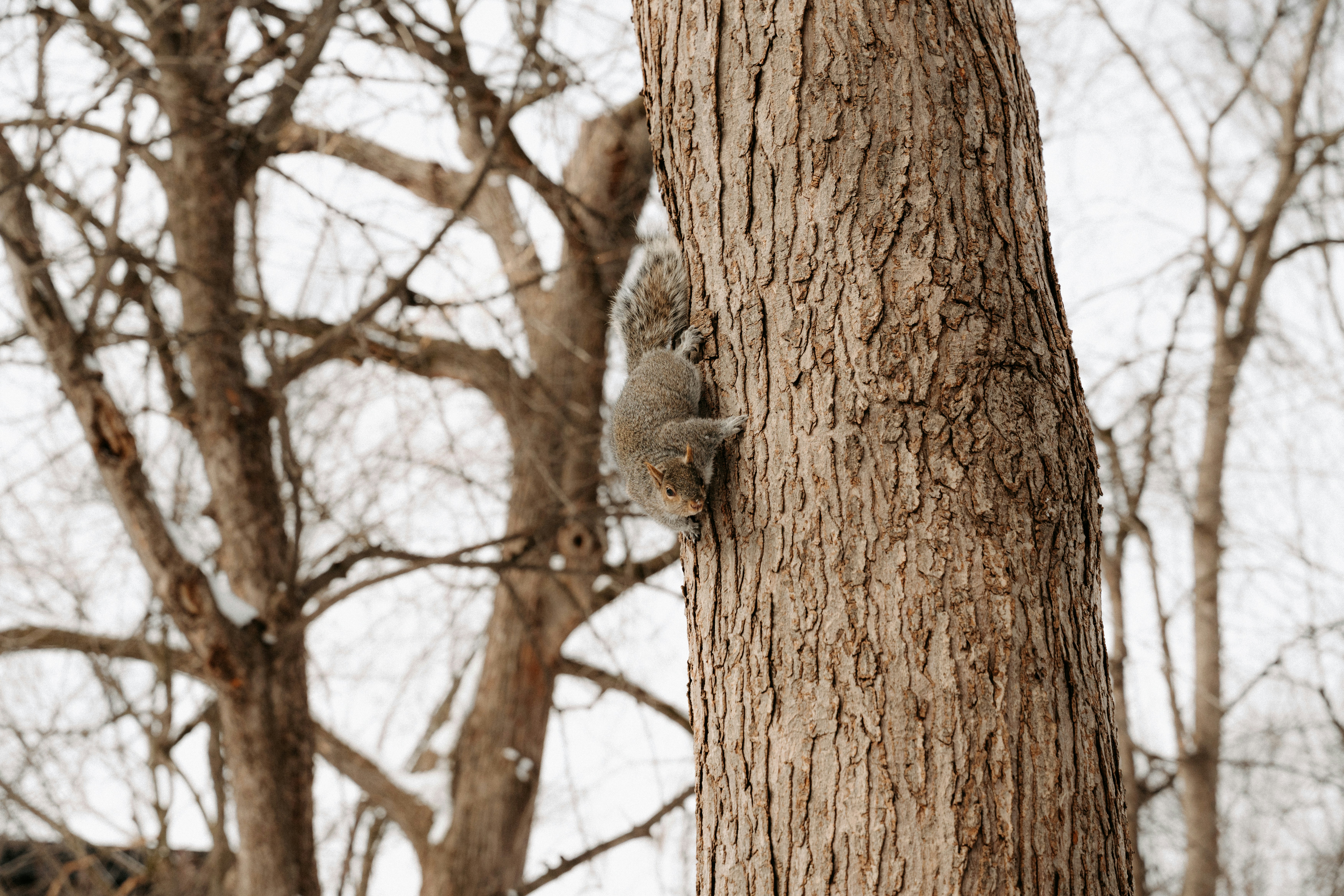 Clinging Friend: A Squirrel Climb on Rough Bark