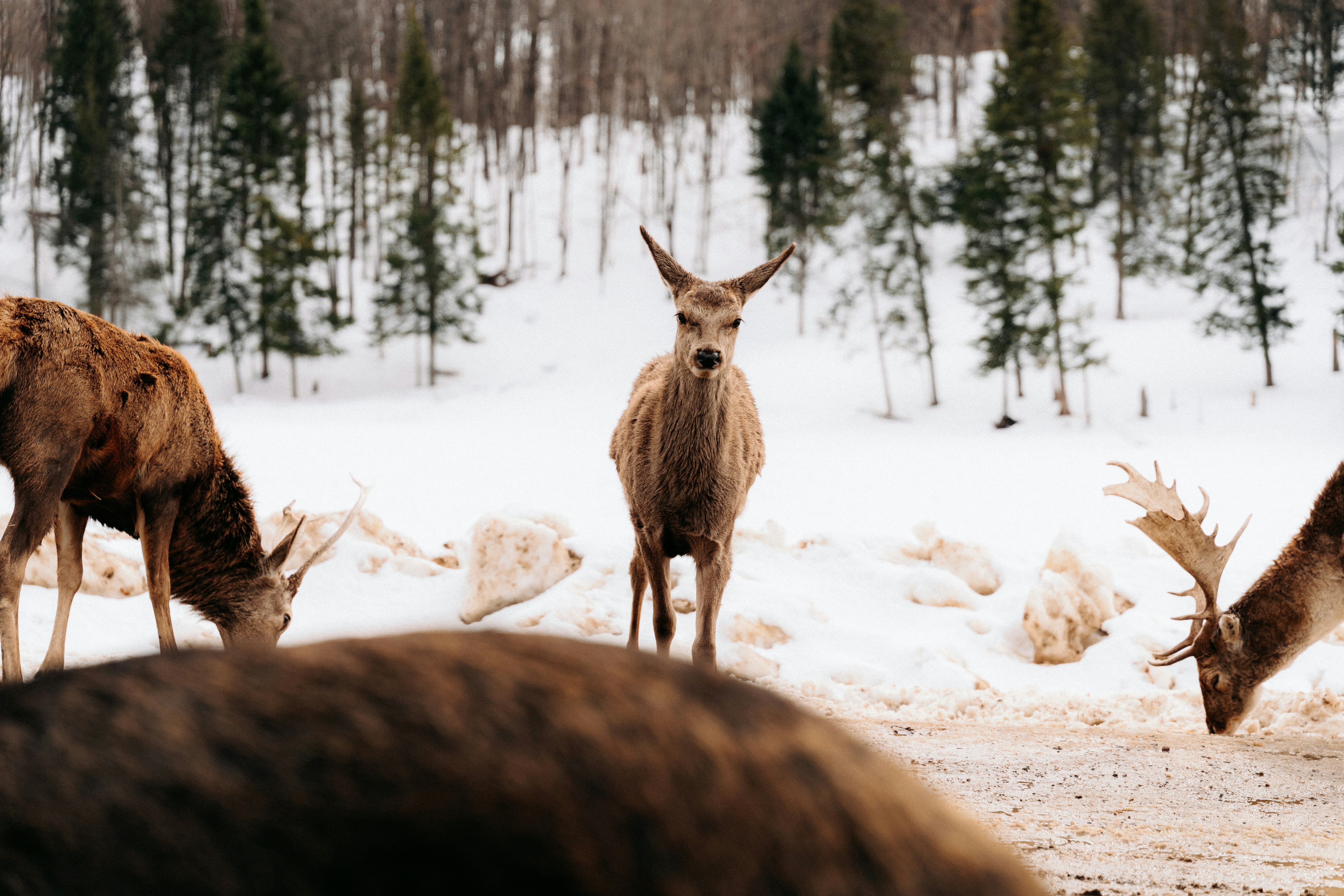 Stag Standstill: A Snowbound Clearing with Antlered Quiet