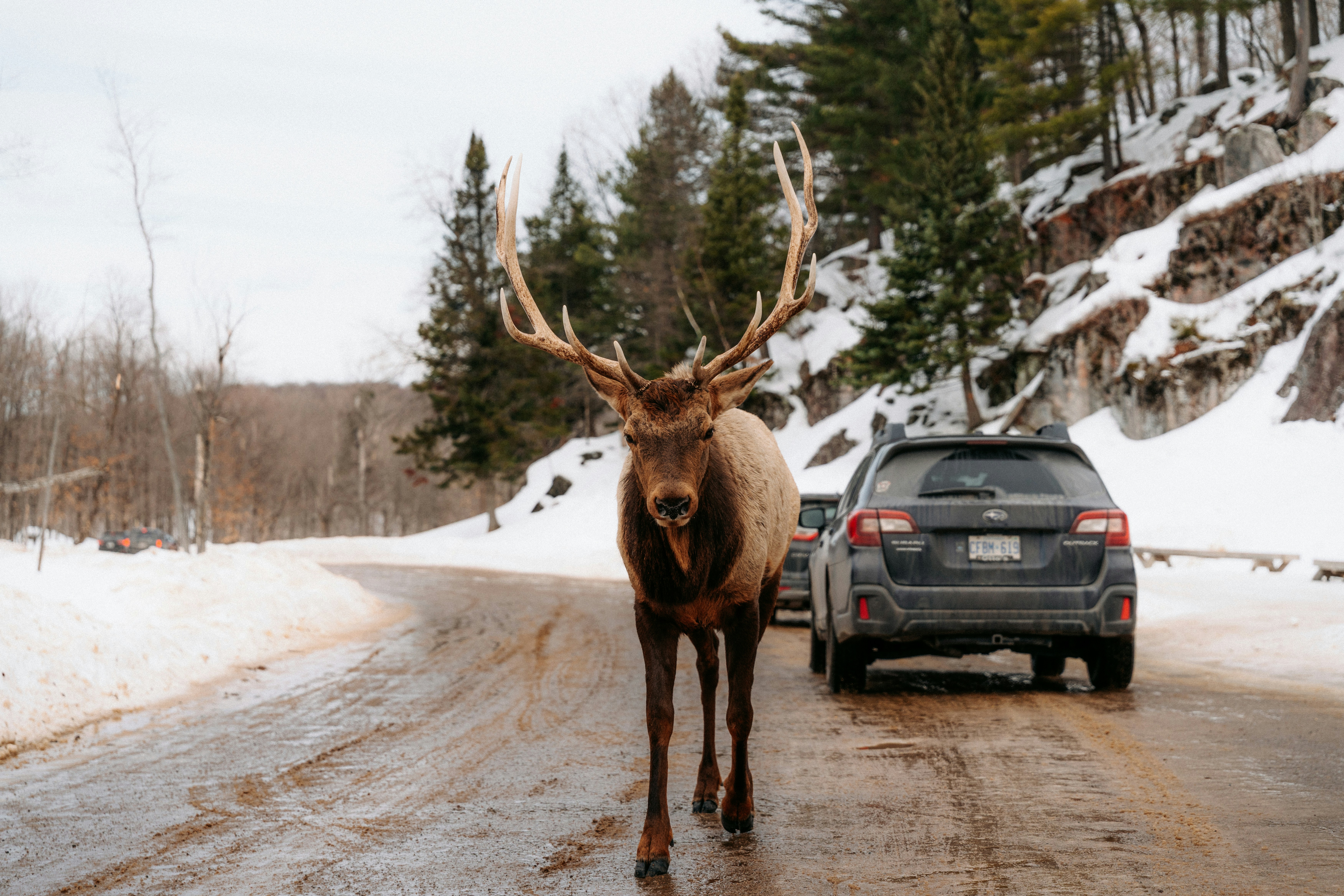 Winter Trunk Call: A Moose Steps Into the Snow-and-Ice Road
