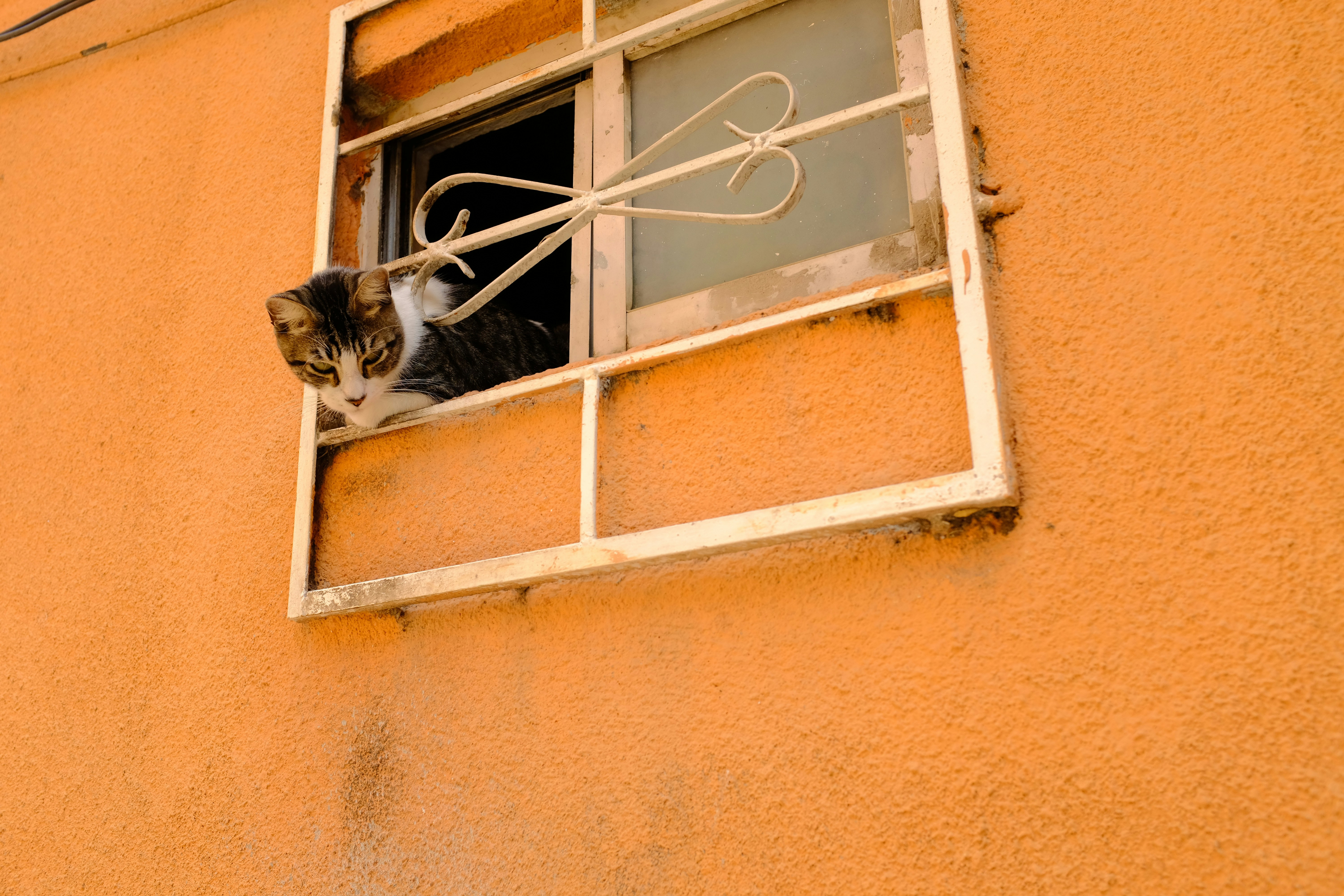 Cat Peeks Out a Window from a Warm Orange Wall
