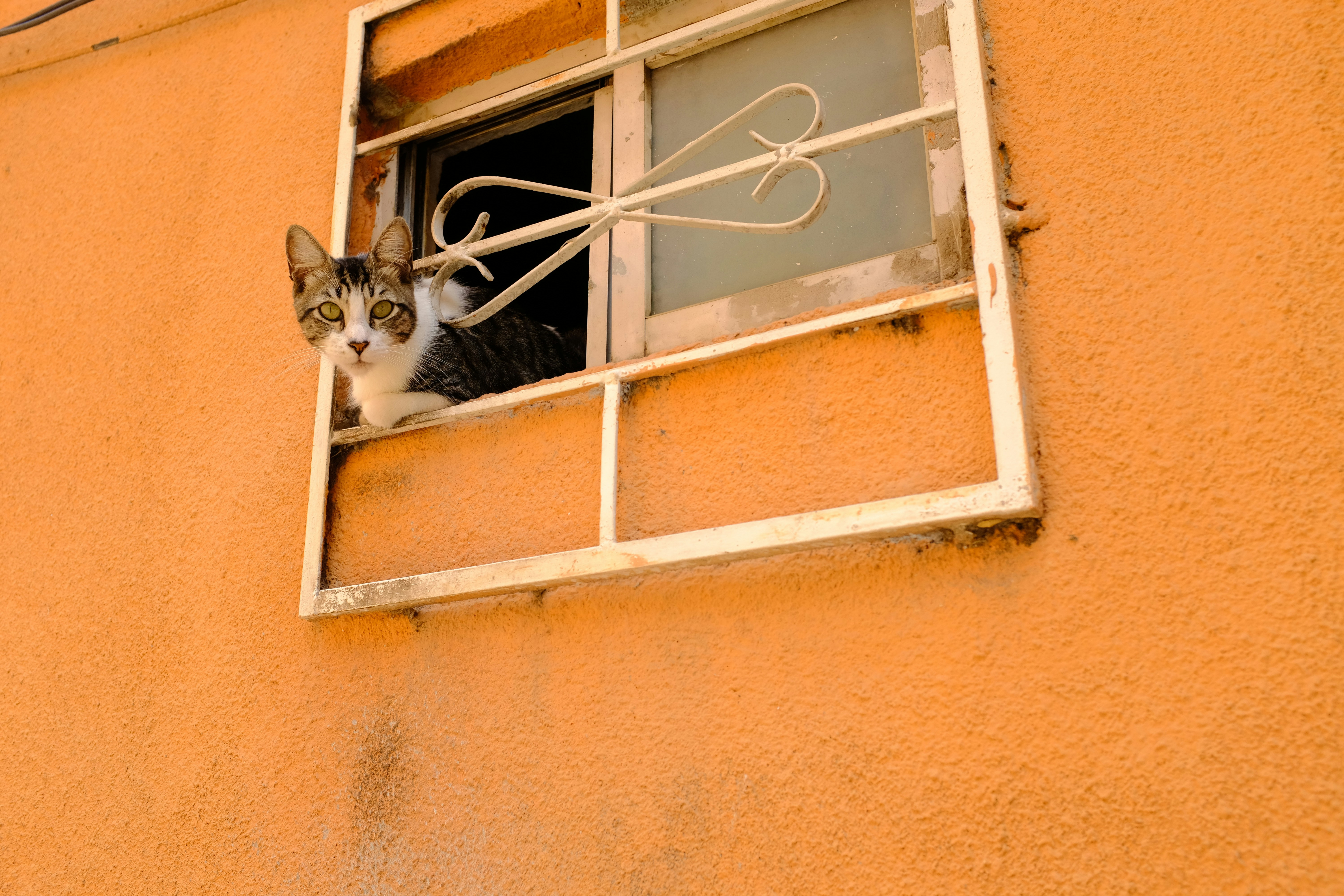 Cat on a sunlit orange ledge peering from a window
