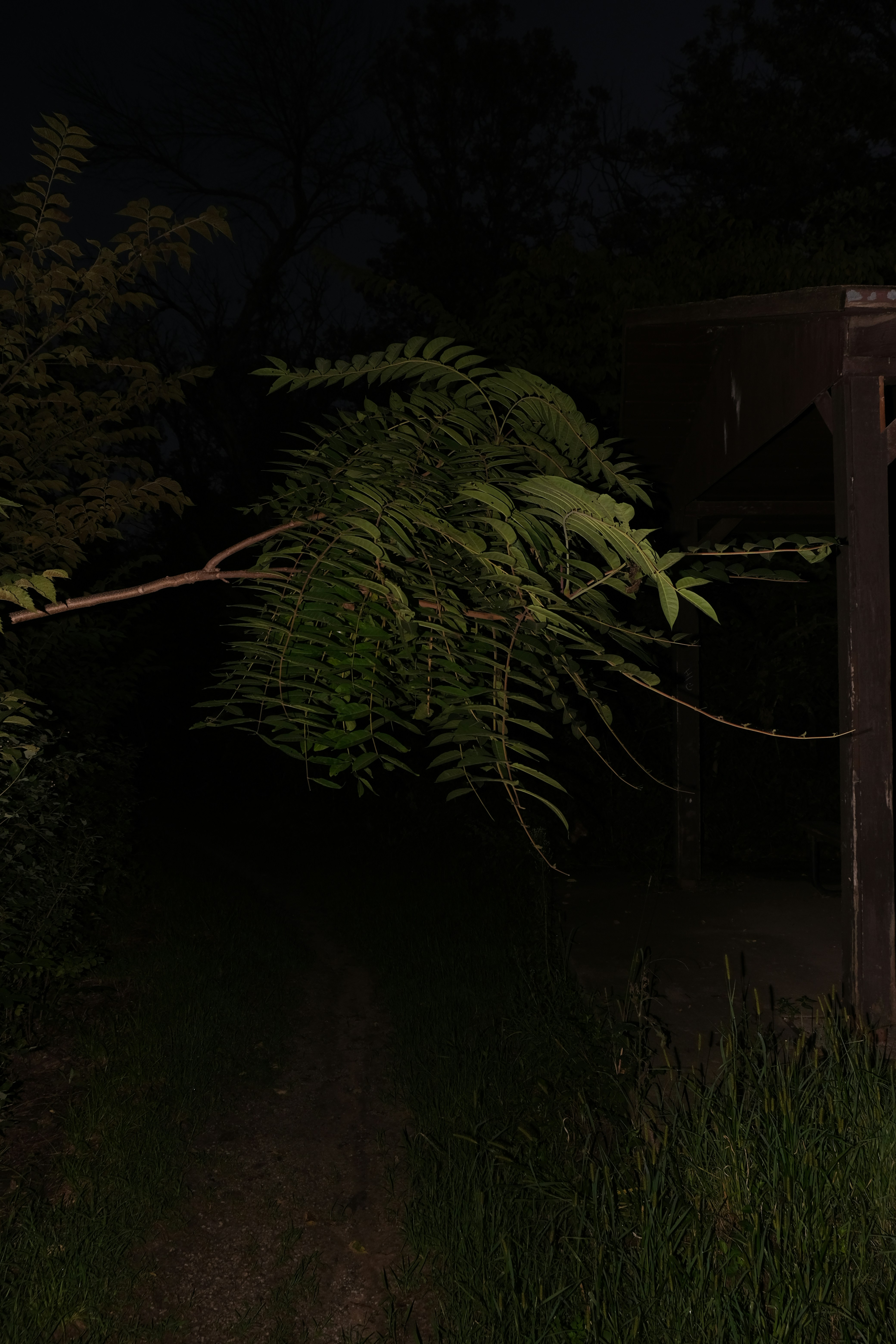 Dimly lit garden path with a prominent fern branch reaching across the frame, illuminated by artificial light near dusk.