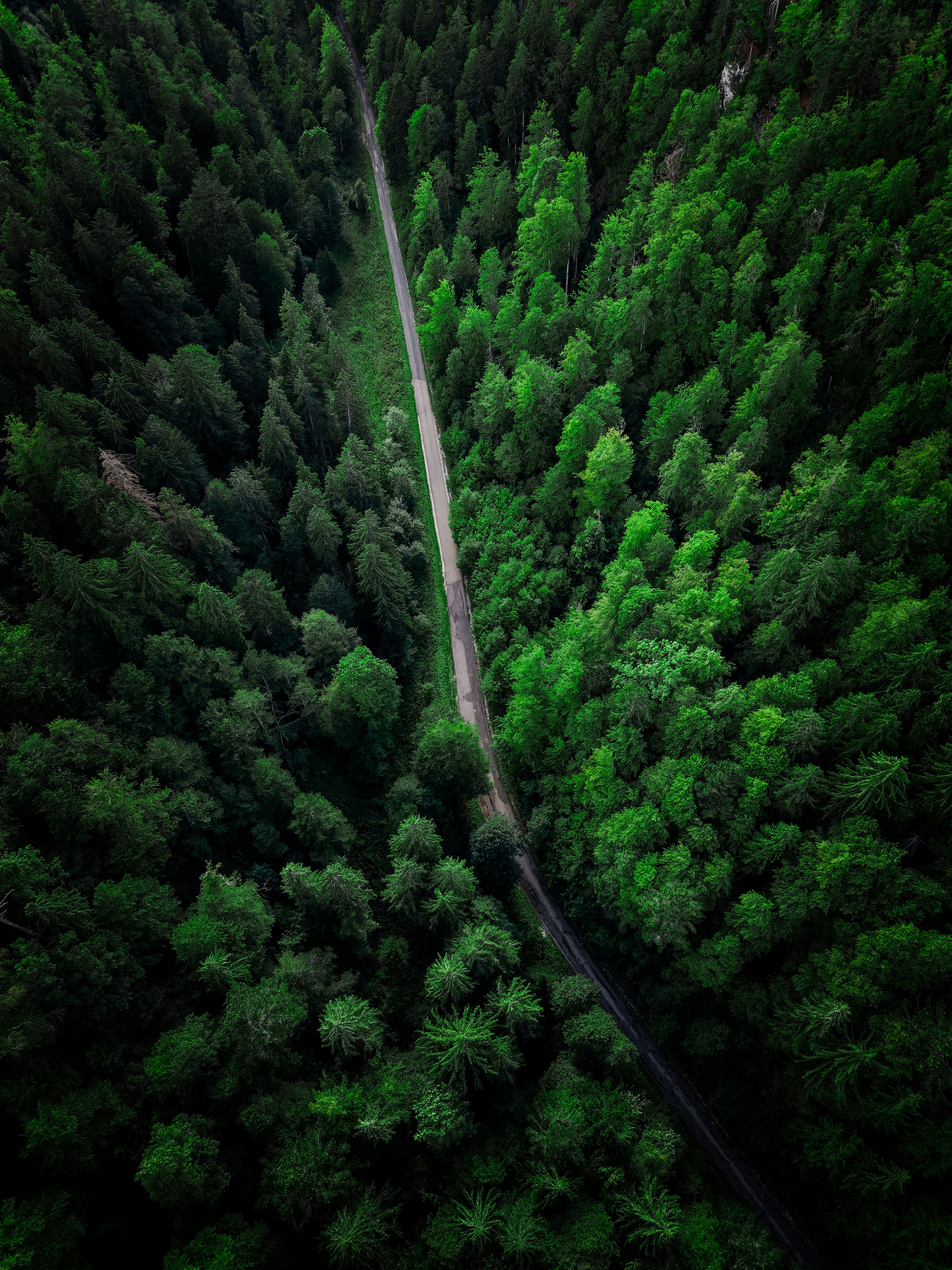 A Looming Ribbon: A Forest Road Cuts Through Emerald Canopy