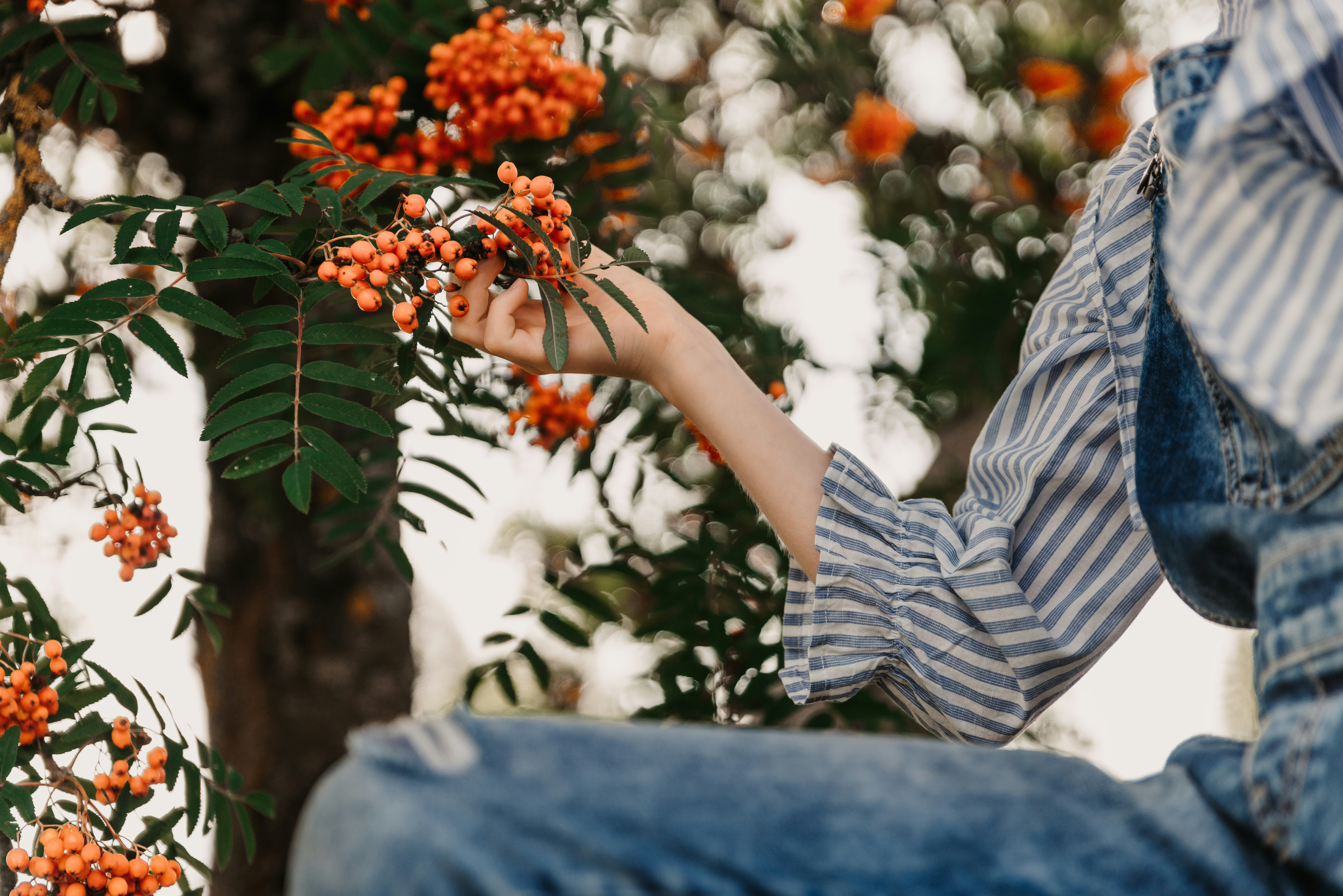 Gentle Harvest: a hand reaches through orange berries beside denim and striped sleeves