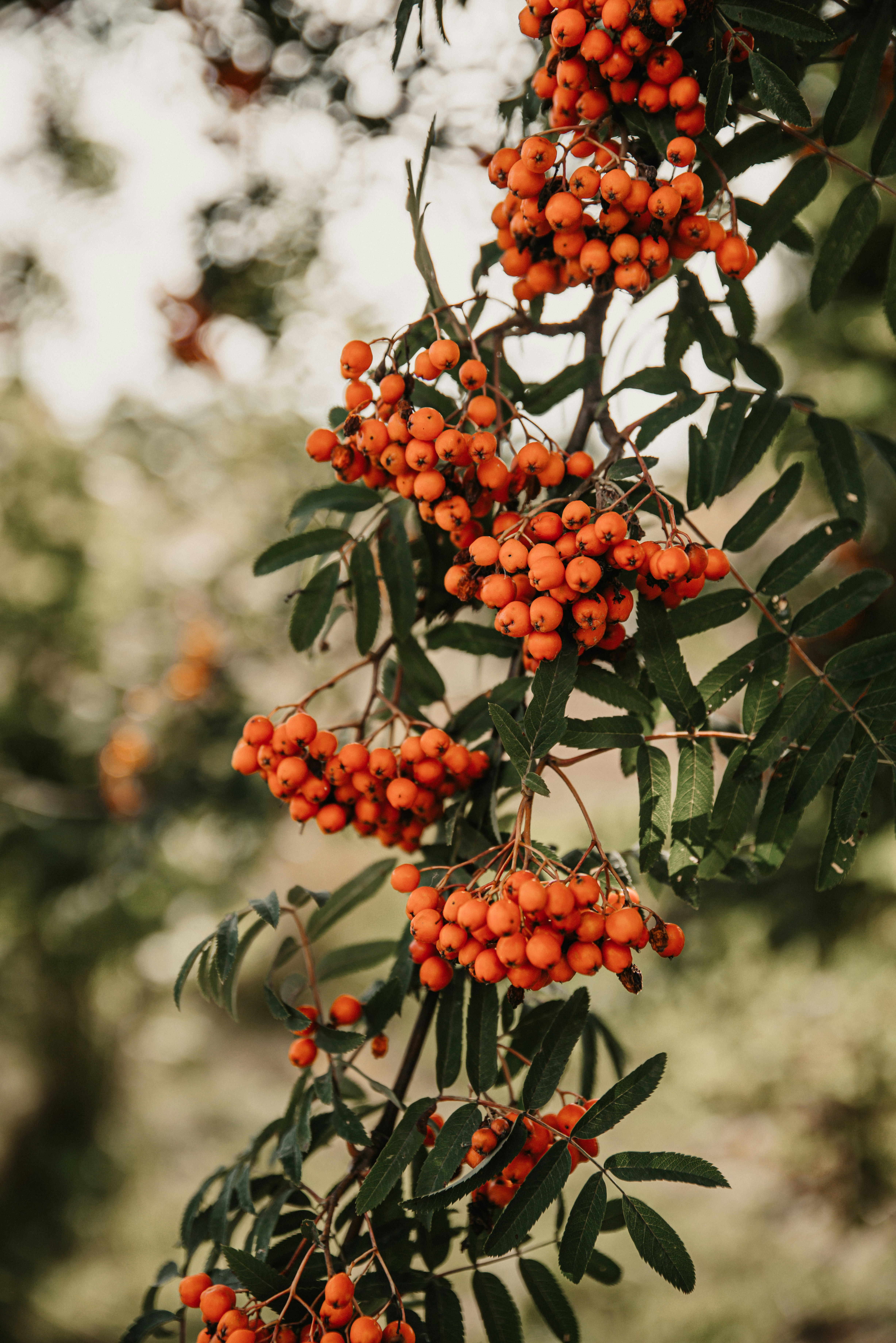Bright Bunches: Clusters of Orange Berries in Sunset-Hued Foliage