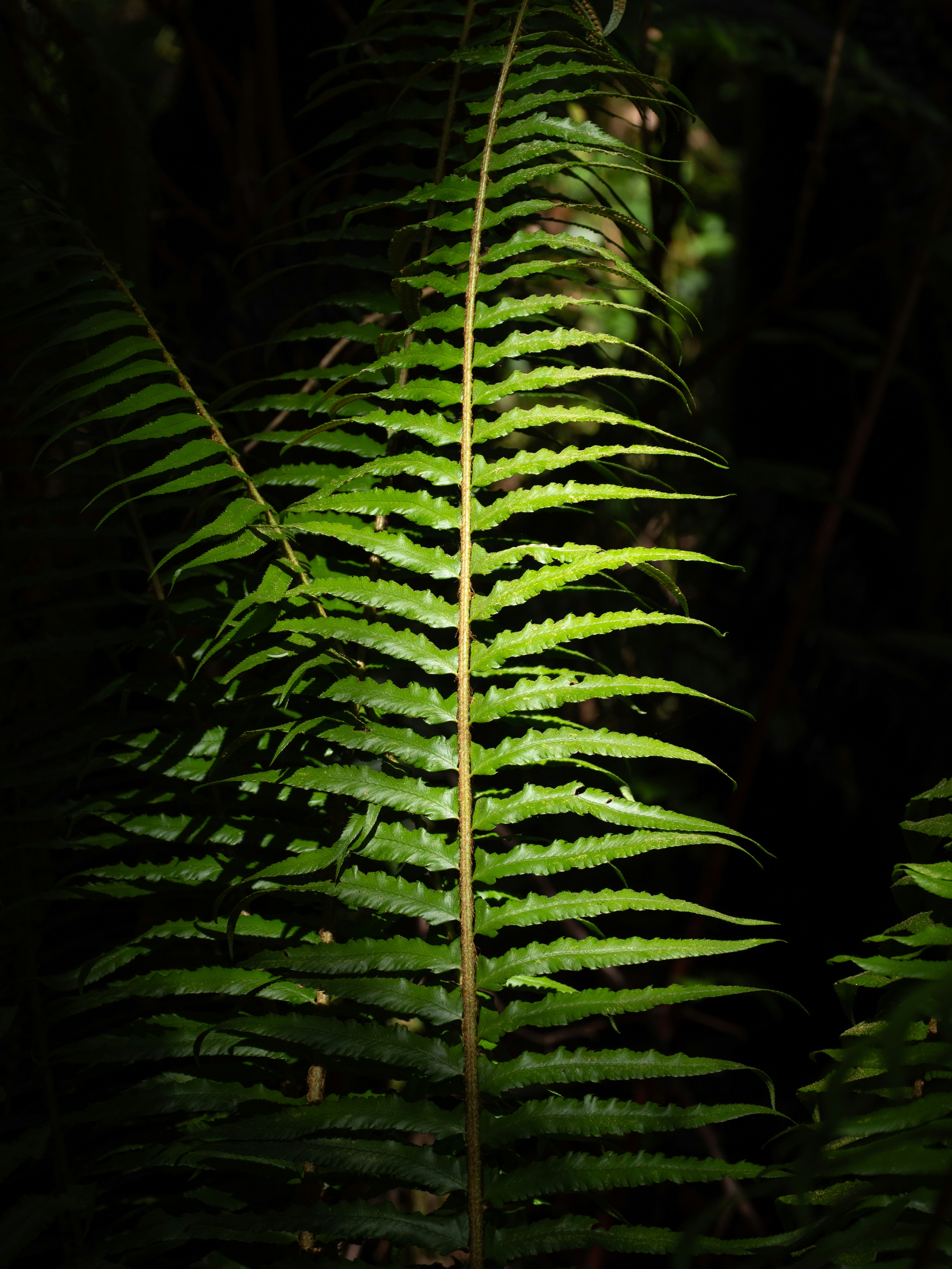 Luminous Fern Frond: A Sunlit Midrib Amid Dusky Understory
