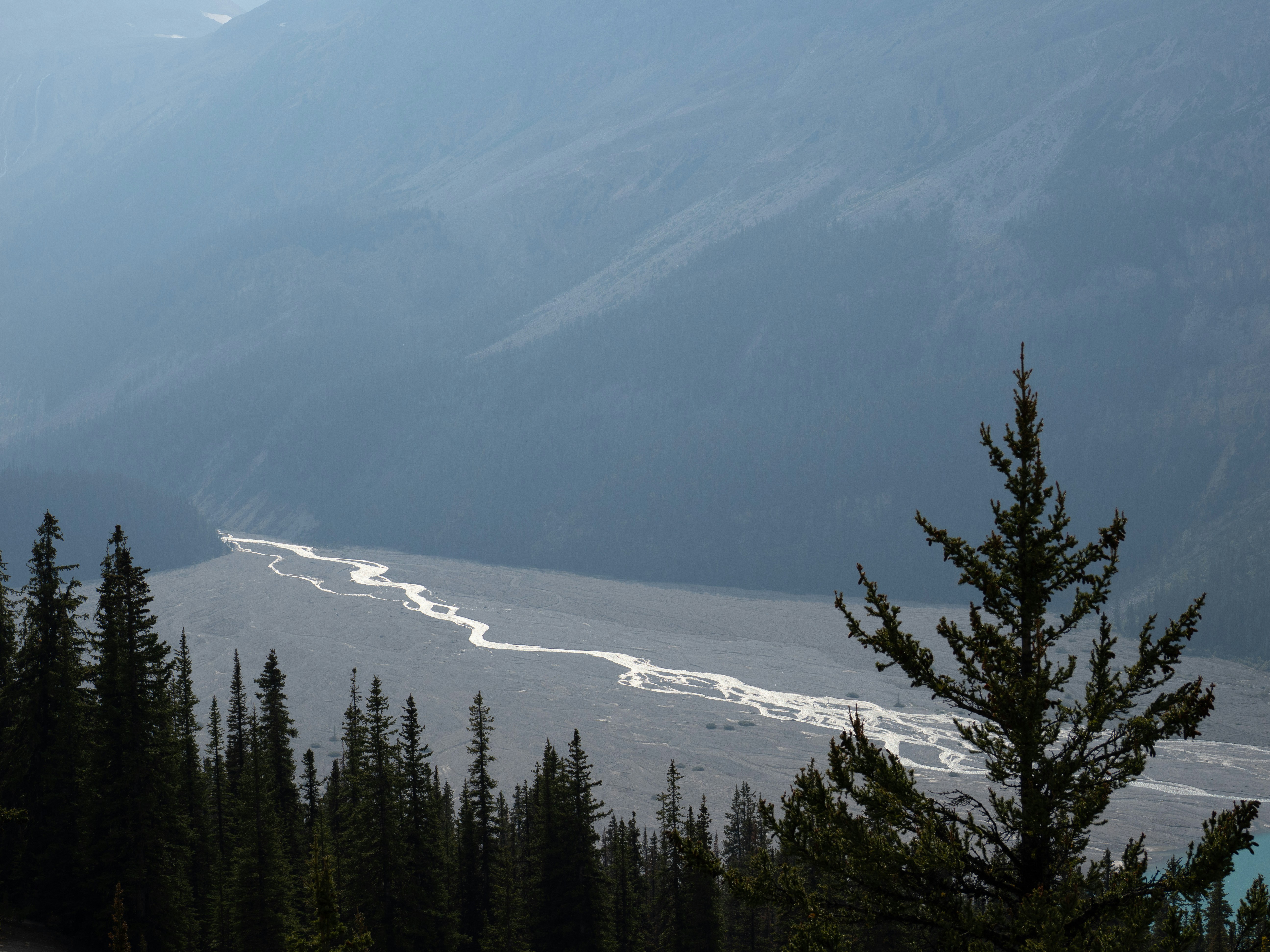 River of Light: A Silvery Glacier Vein Winding Through Pines