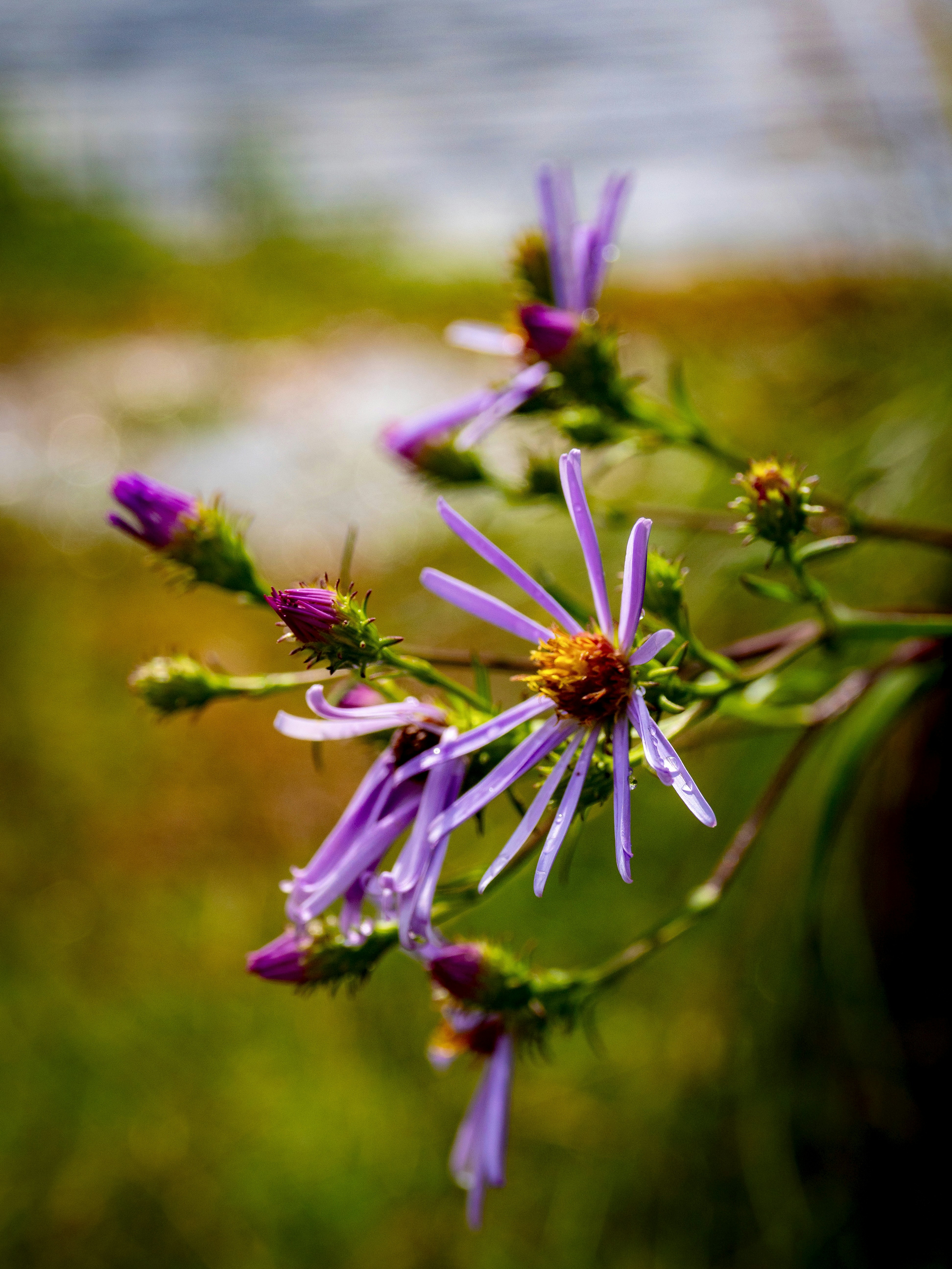 Close-up of a purple wildflower cluster with elongated petals, set against a softly blurred natural background.