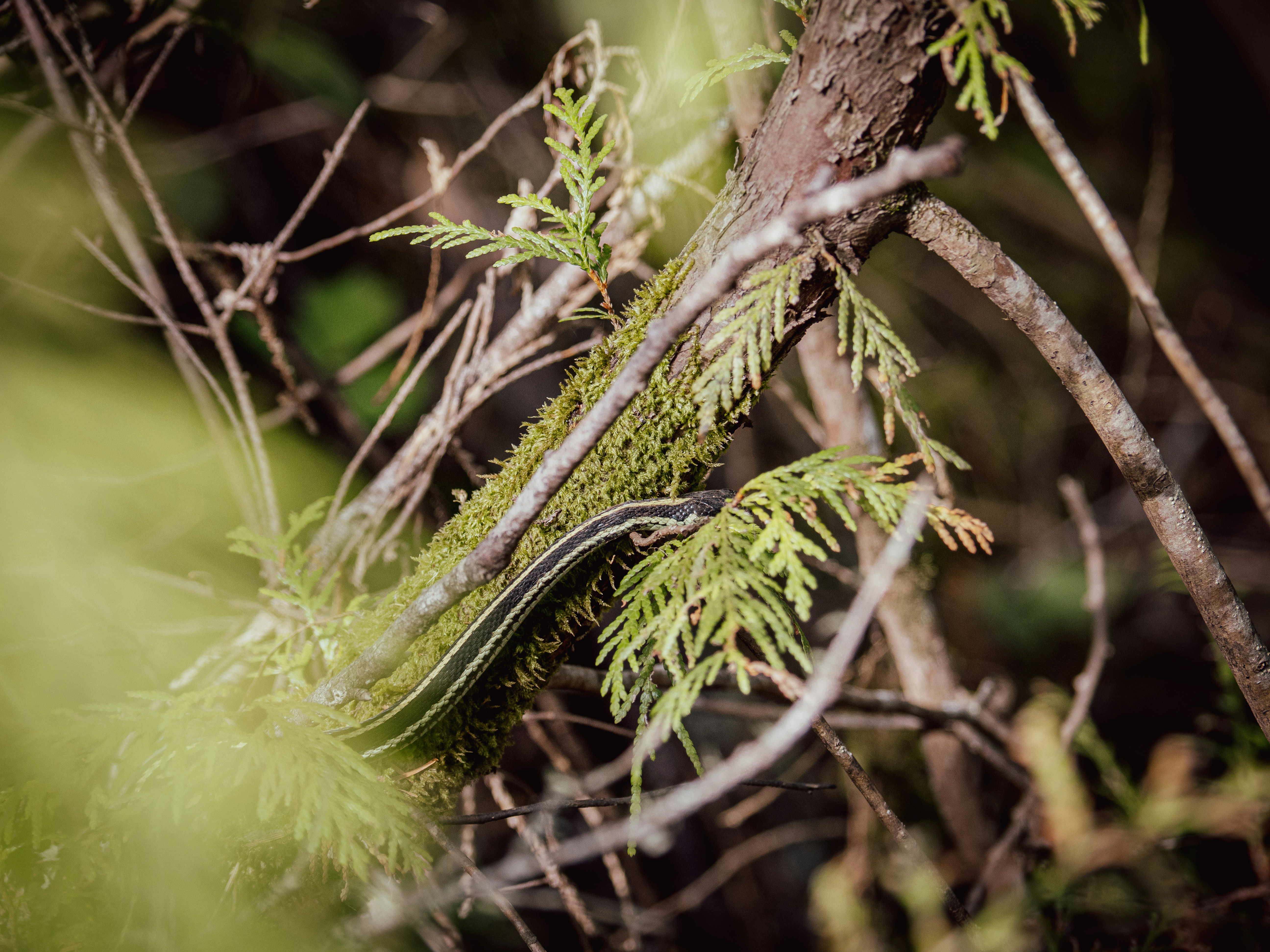 A camouflaged snake coils along a mossy branch amid delicate fern fronds, blending with autumn greens. Close composition highlights its subtle patterns and the natural forest understory.