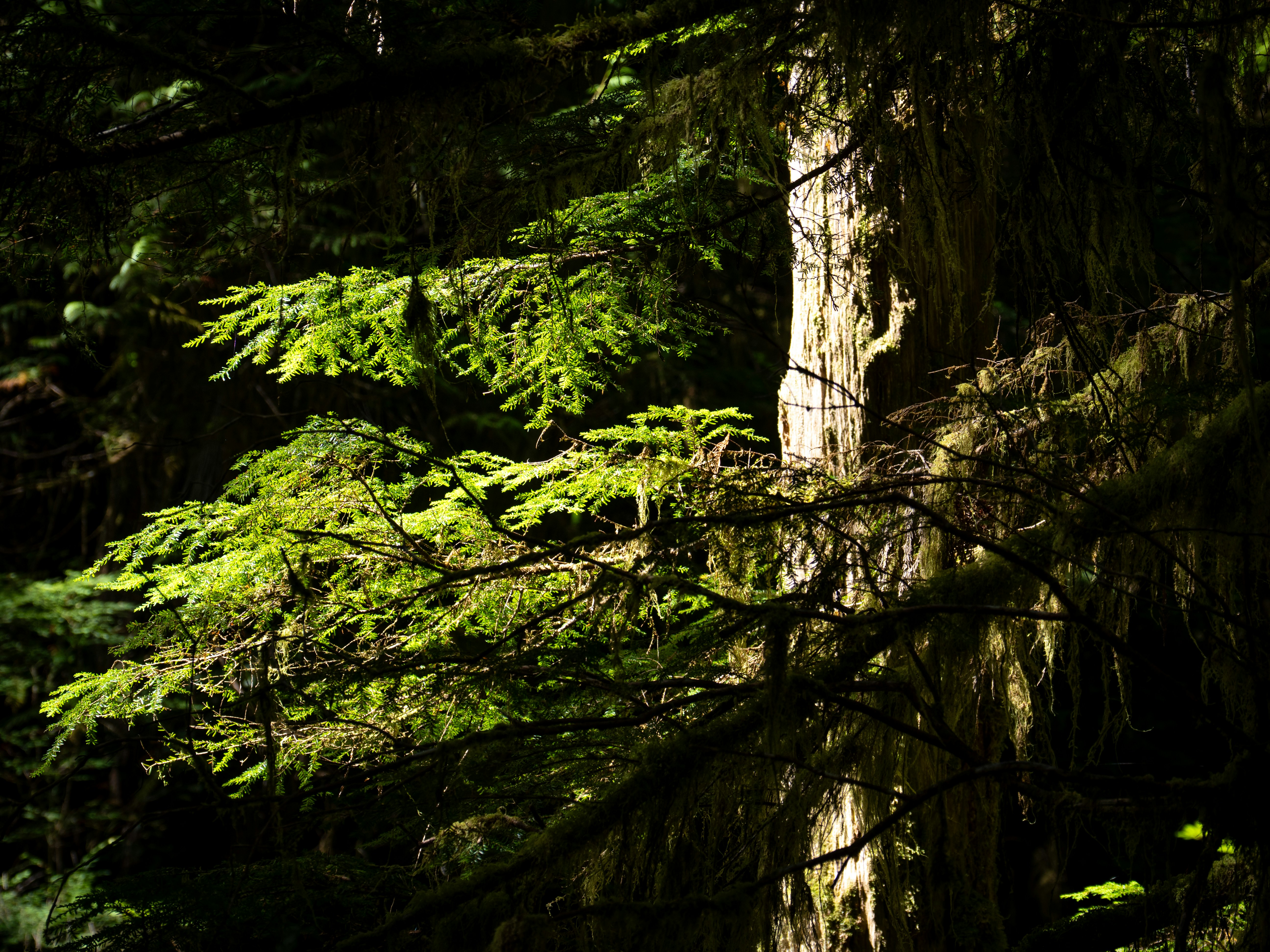 Sunlit Cedar Veil in a Shadowed Forest