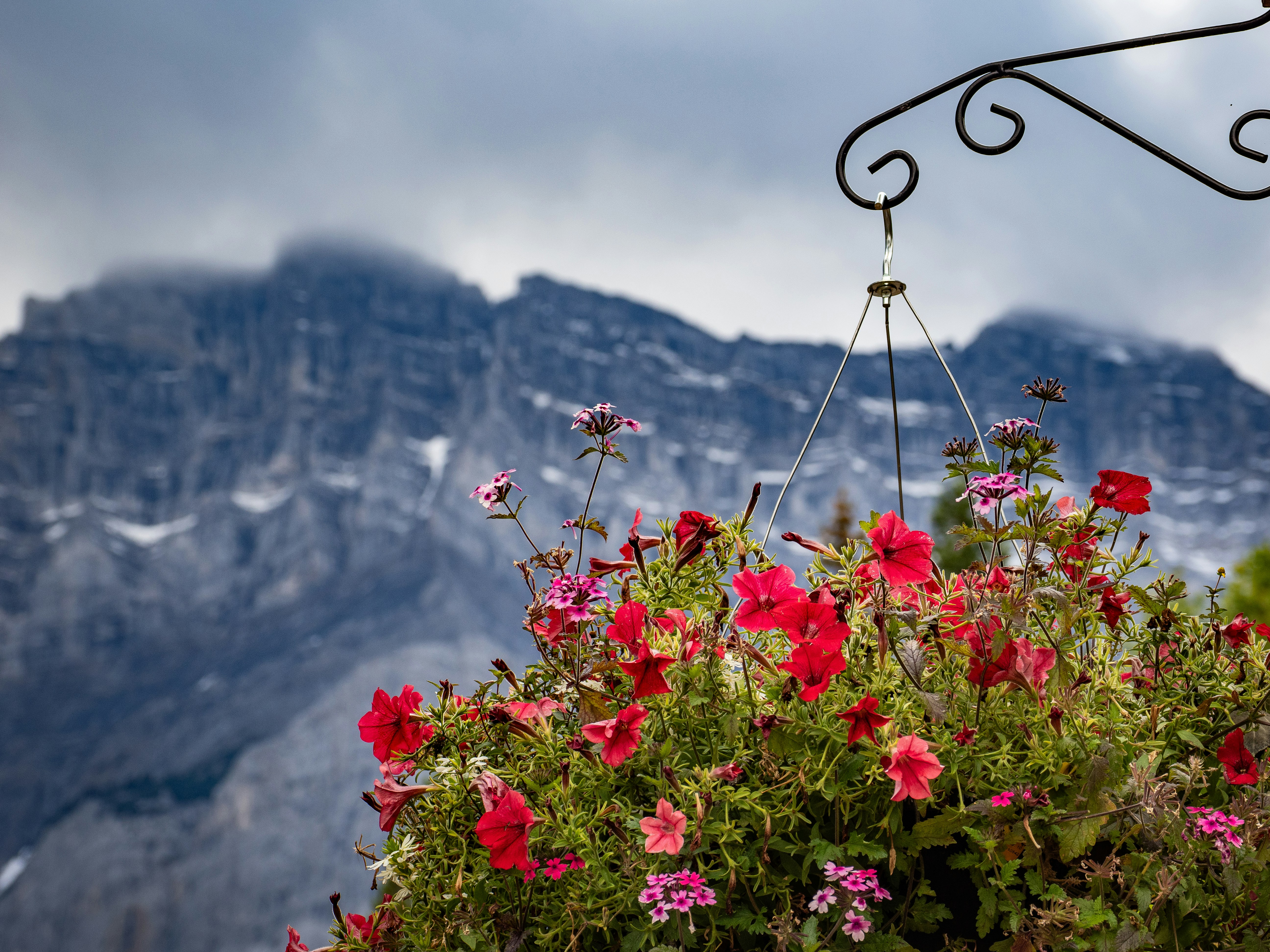 Scarlet Blooms in the Alpine Window