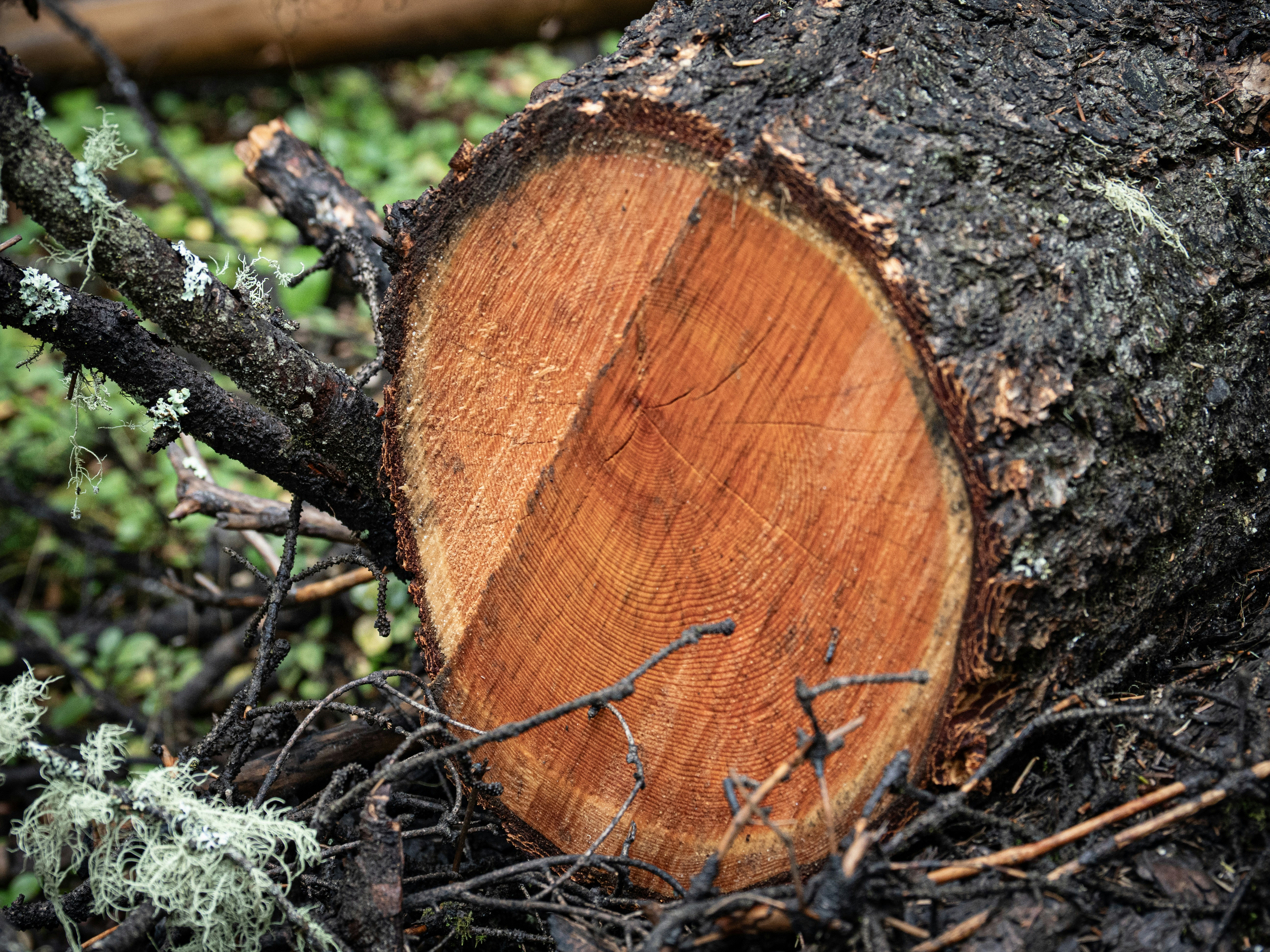 Fresh log cross-section with visible growth rings set against mossy, textured forest floor and cut branches.