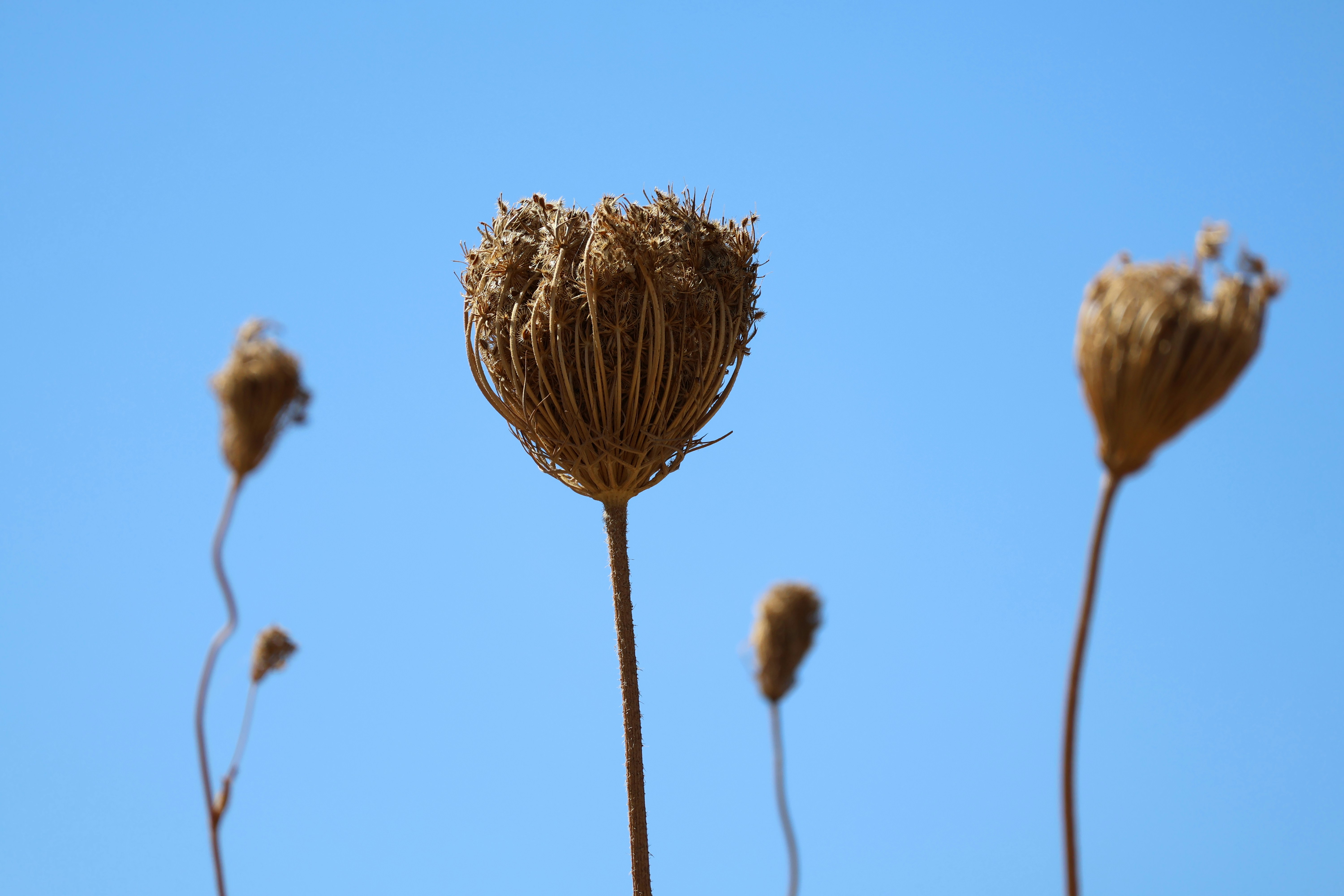Dry plant seed head centered against a bright blue sky, with distant stems adding depth; a minimalist, nature-focused close-up. This is a botanical still life.