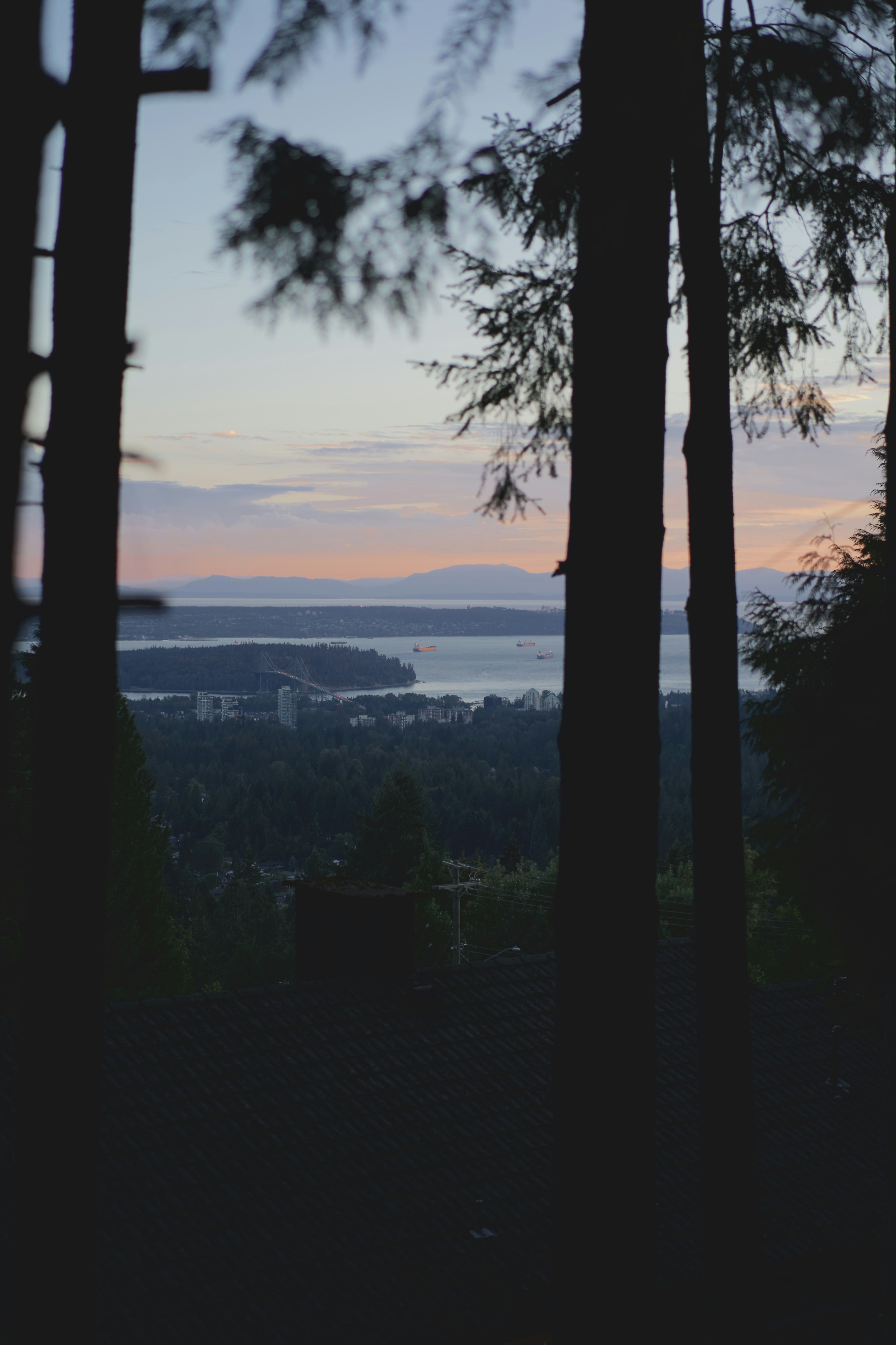 Twilight Over the Valley: Tall Pines Framing a Serene Fjord