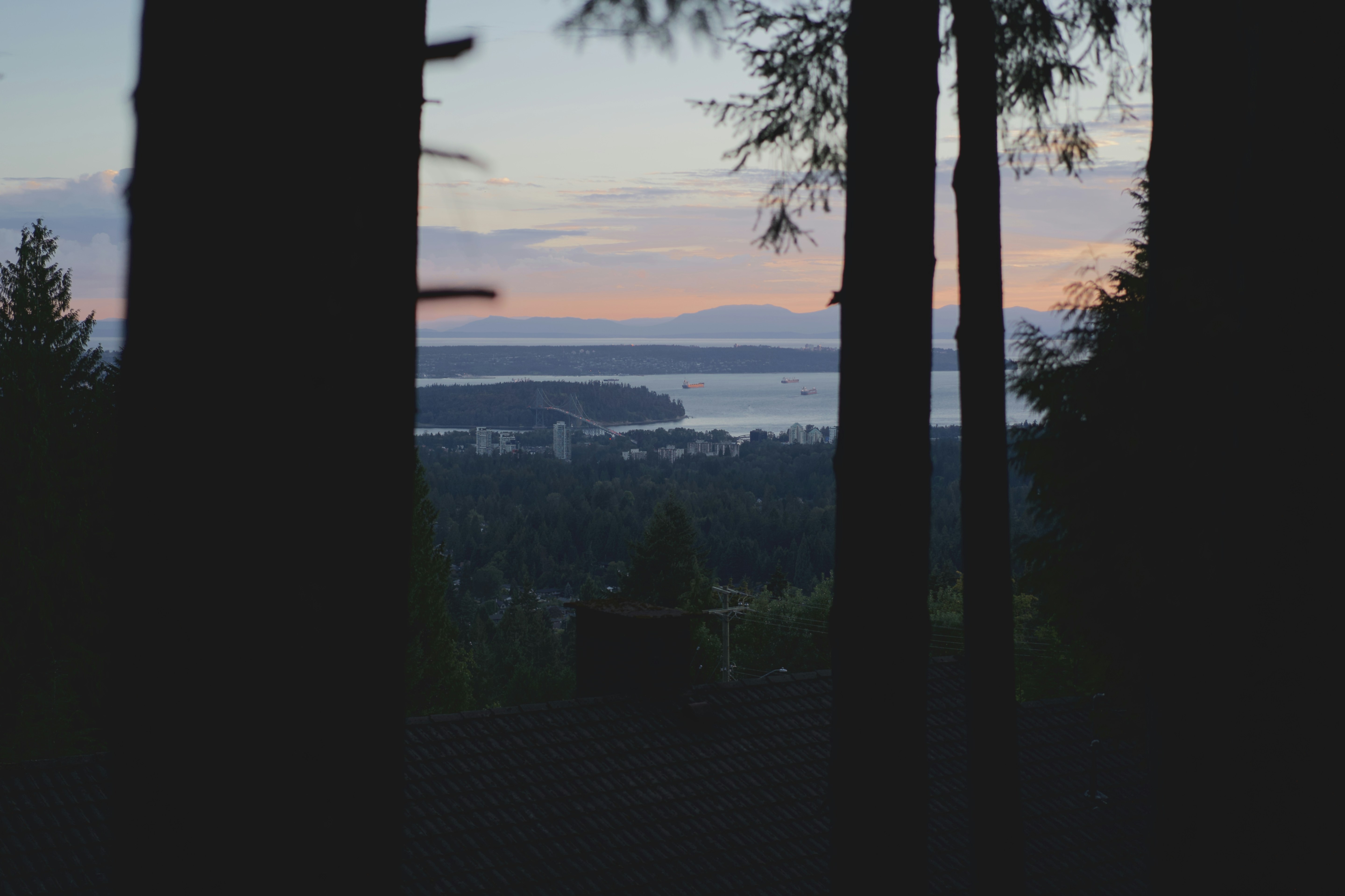 Pine Veil Over the Distant Shore at Dusk