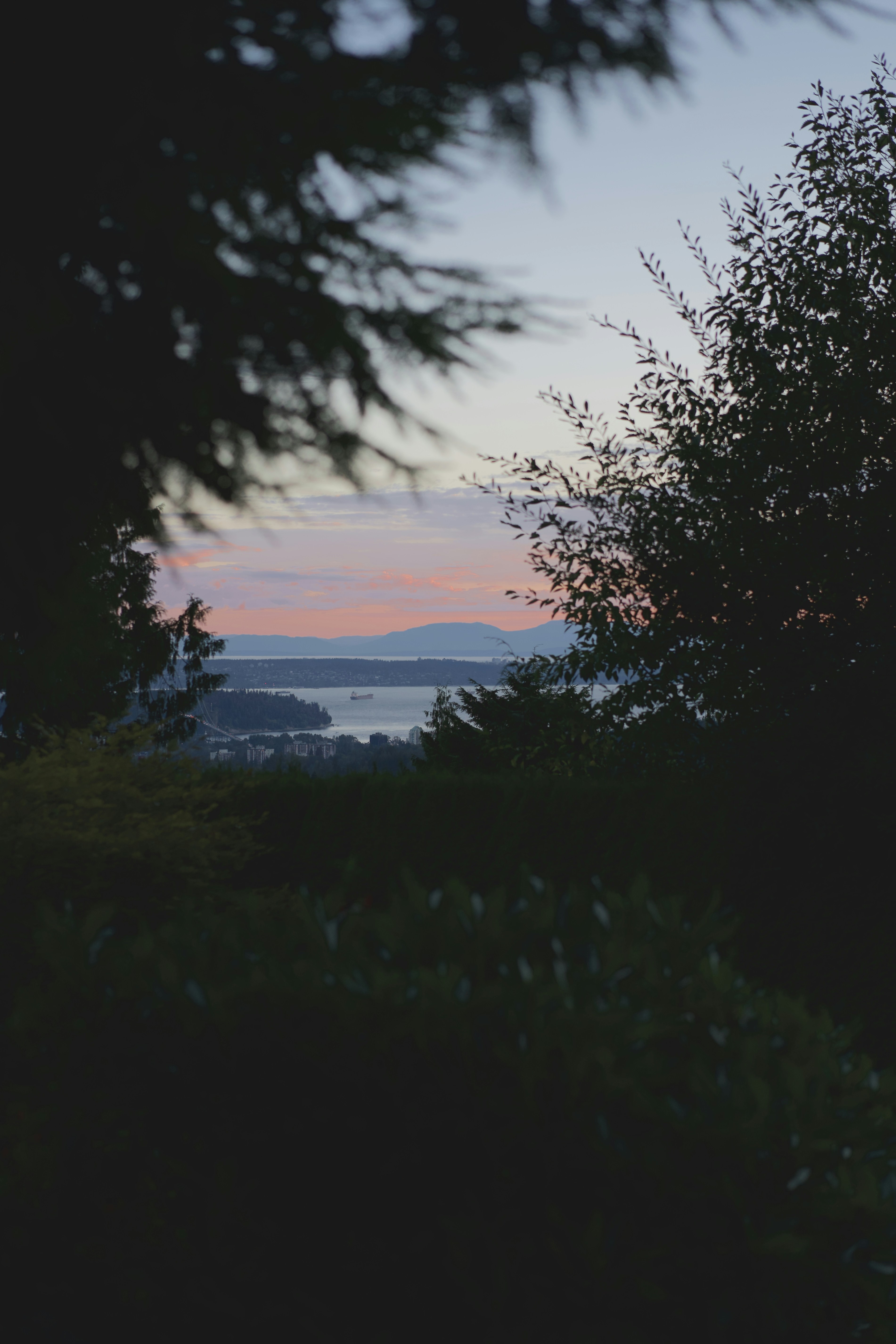 Dusk Break Between Trees: Hidden Vista