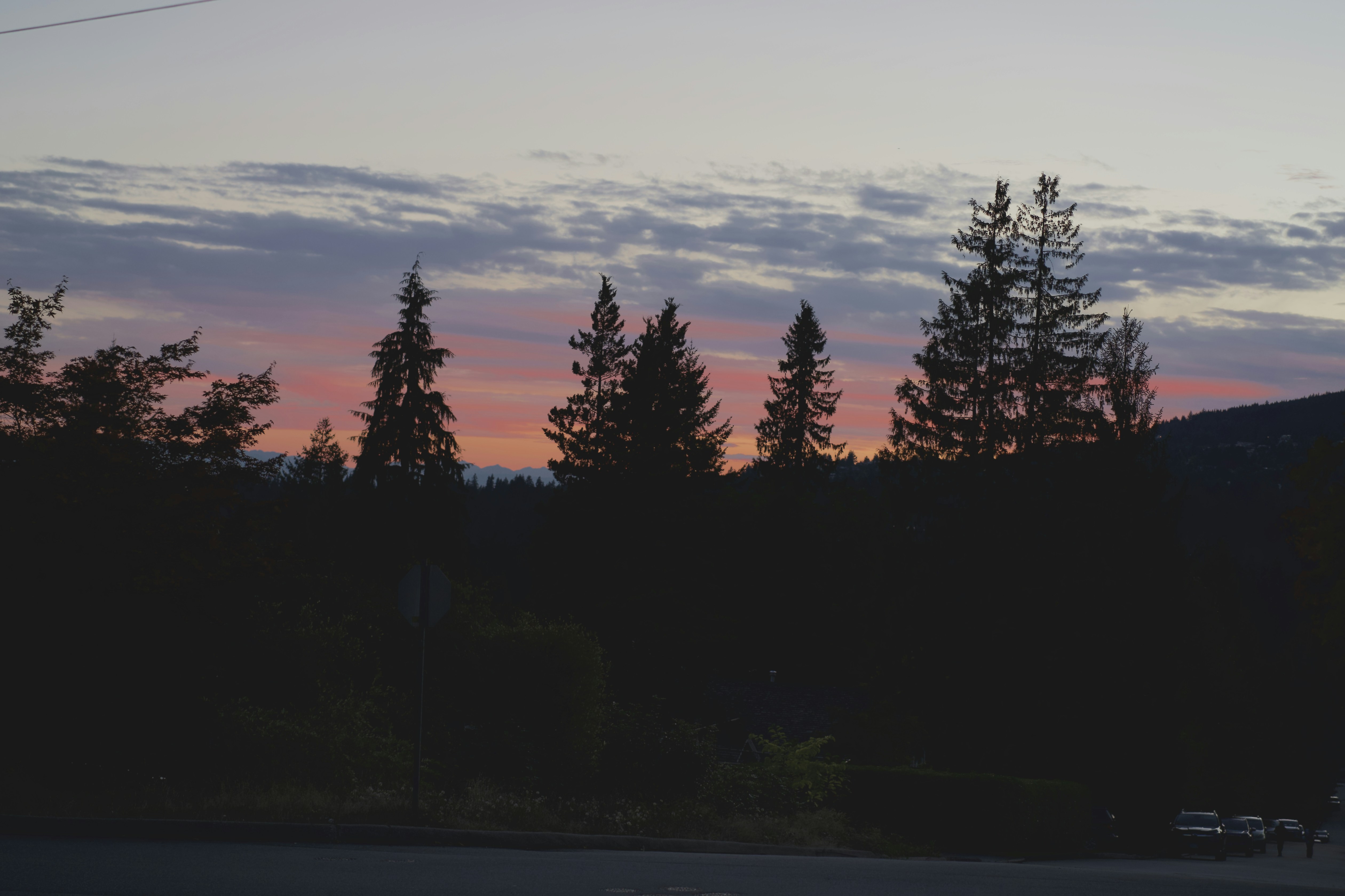 Twilight Silhouette: Pines Against a Velvet Sky