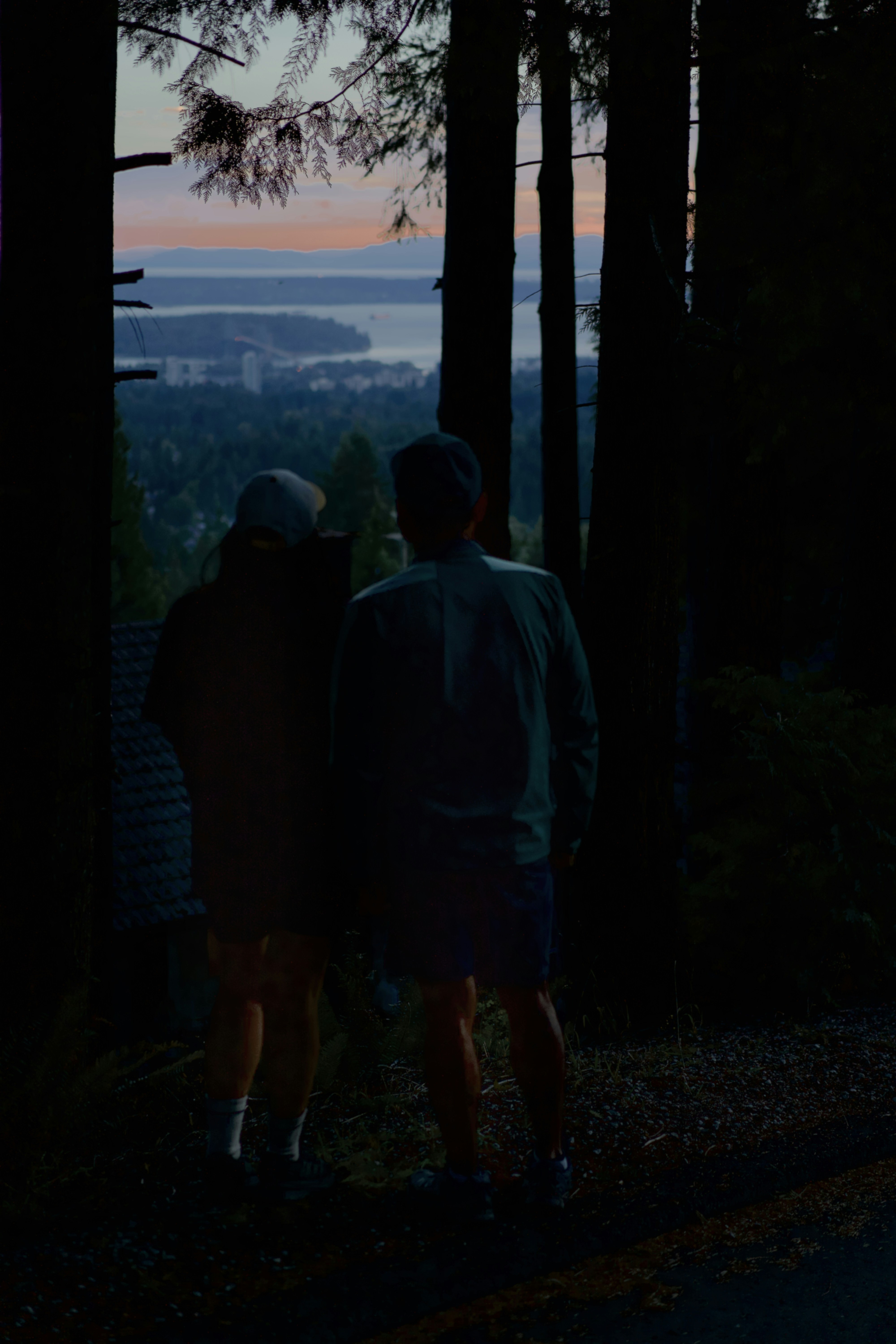 Twilight View from the Woods: A Quiet Moment Beneath the Pines