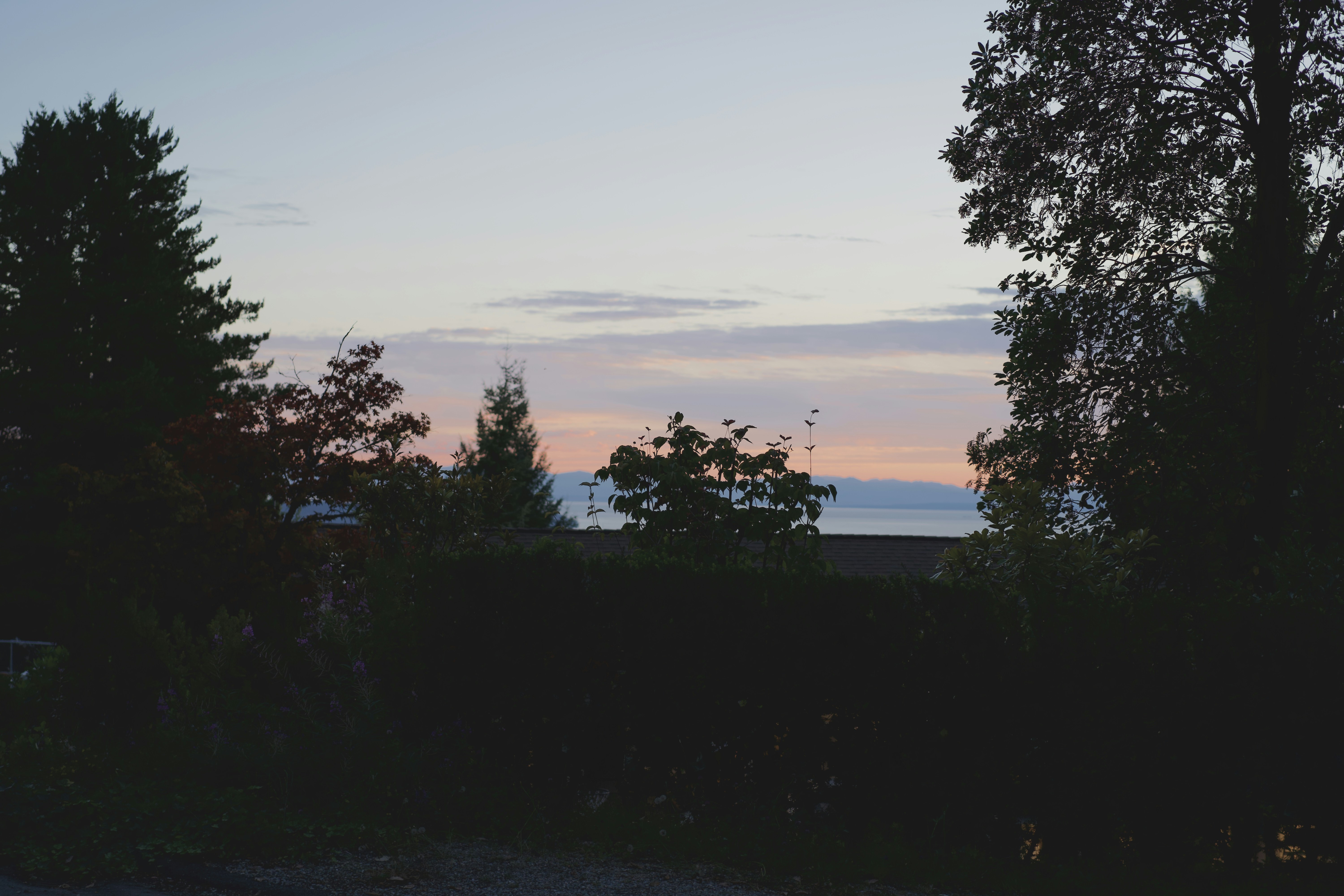 Dusk Over the Ridge: Silhouetted Trees Framing a Quiet Horizon
