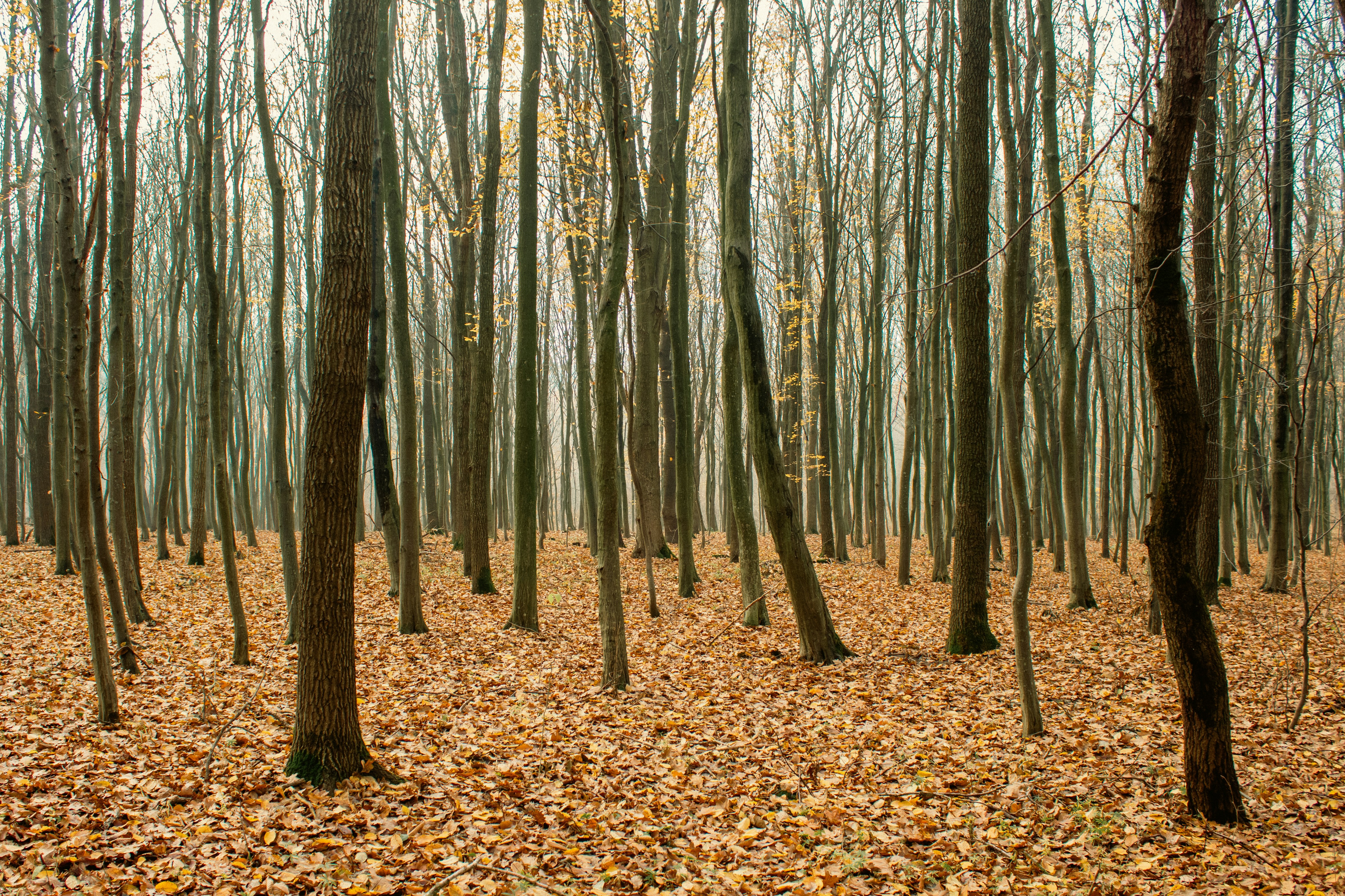 Autumn Corridor: A Quiet Walk Through Leaf-Covered Pines