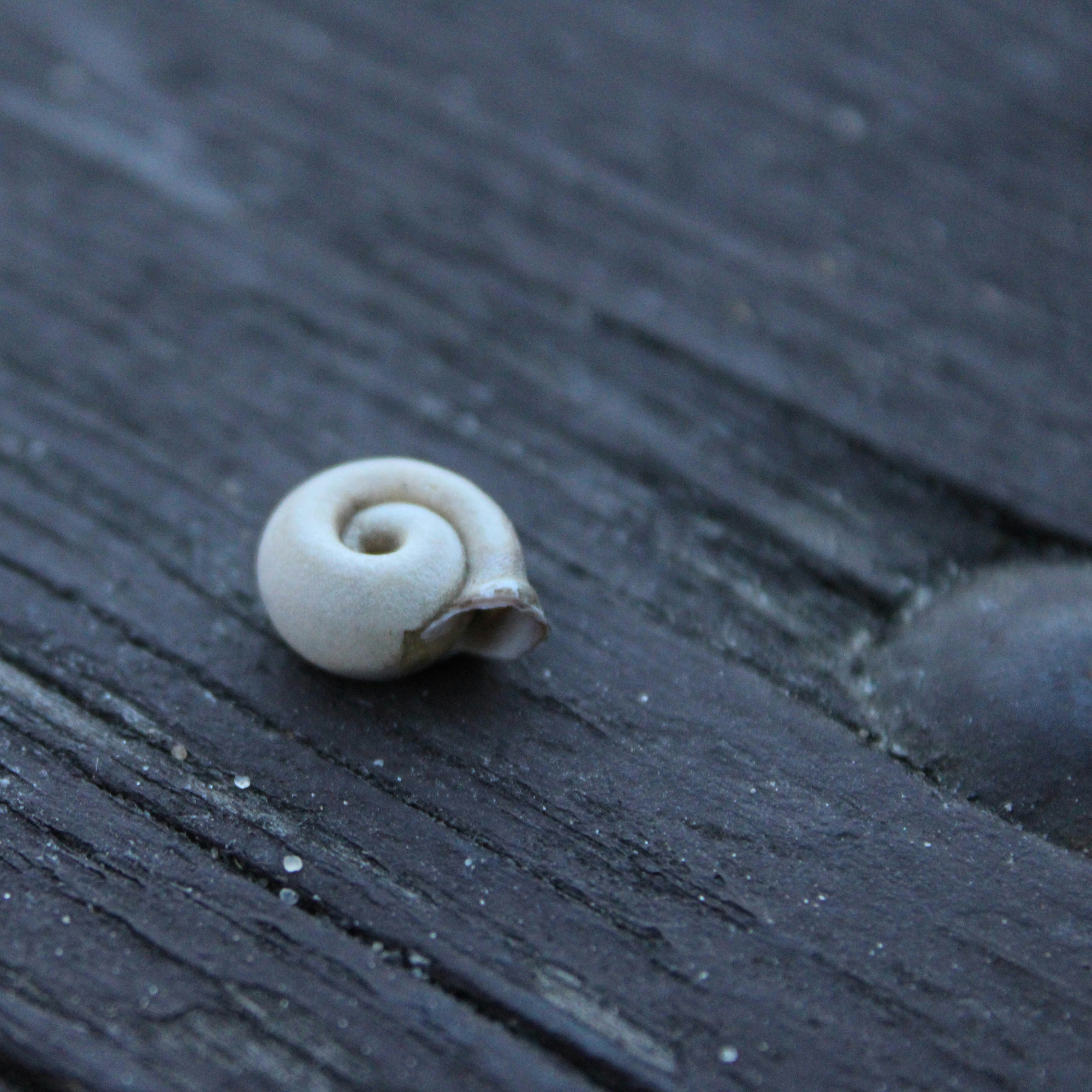 Close-up of a small, pale spiral shell resting on dark, textured wood with subtle grain and scattered specks.