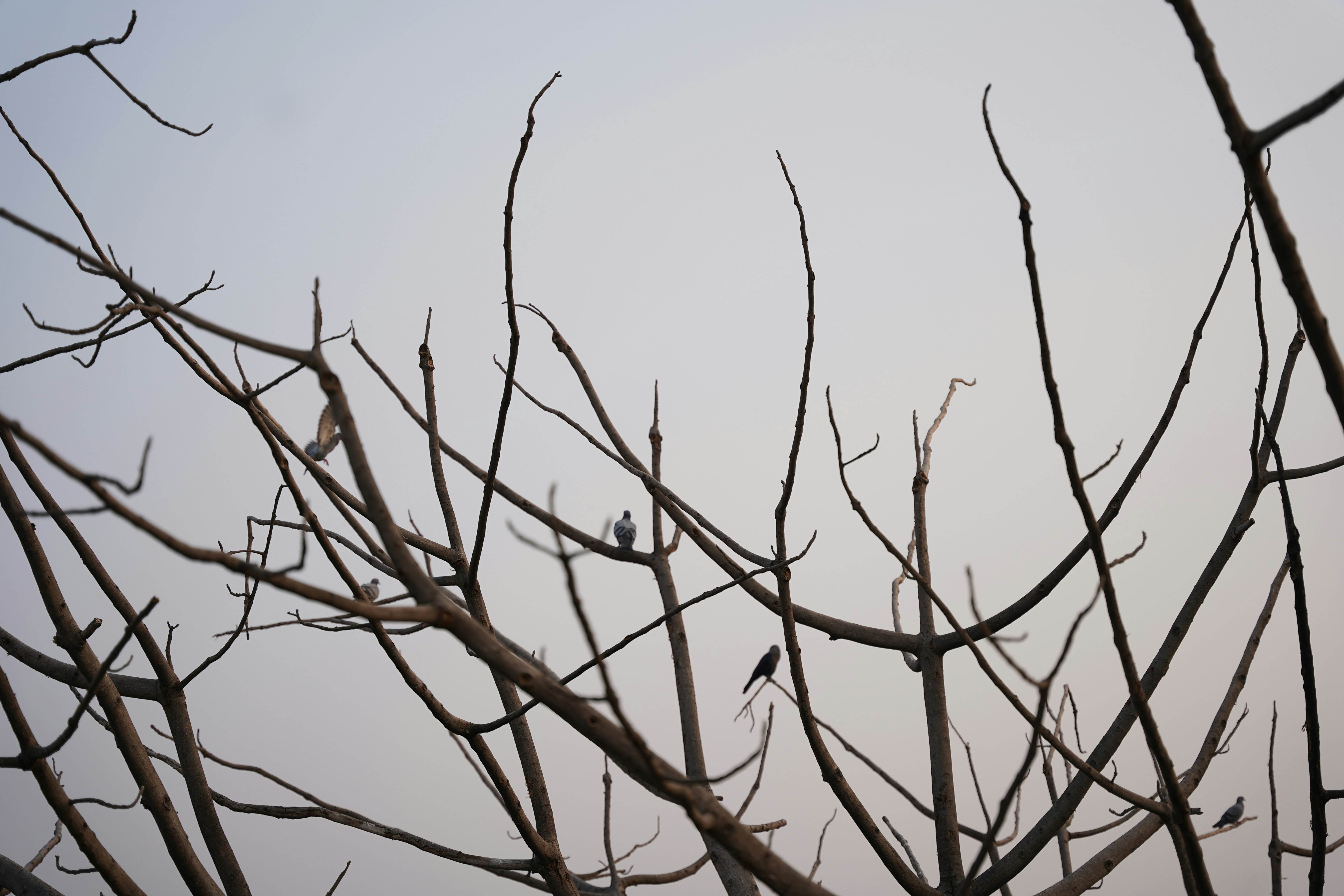 Winter Tree Whispers: A Network of Bare Branches Against a Hazy Sky