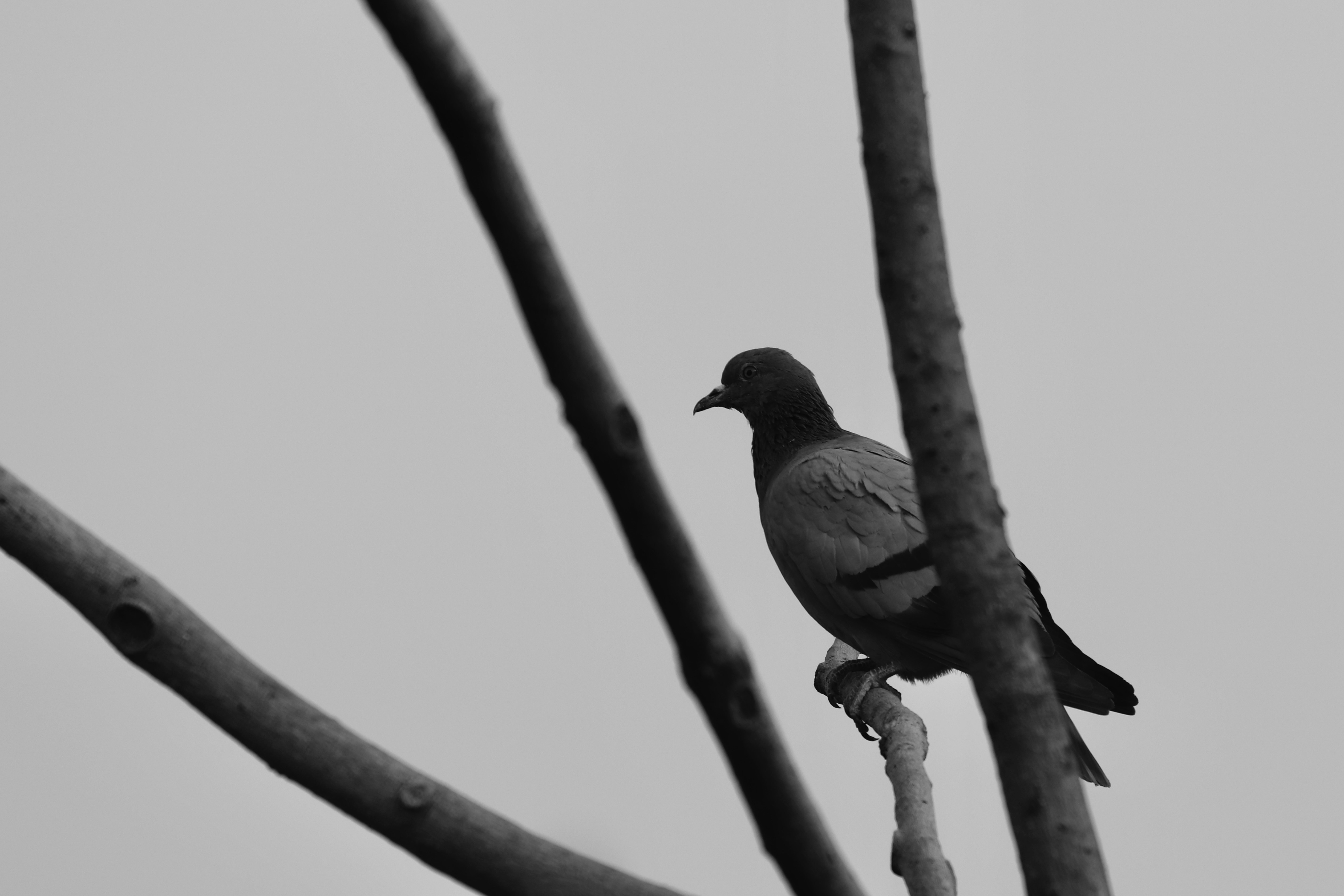 Mid-branch silhouette: a lone pigeon on leafless limbs