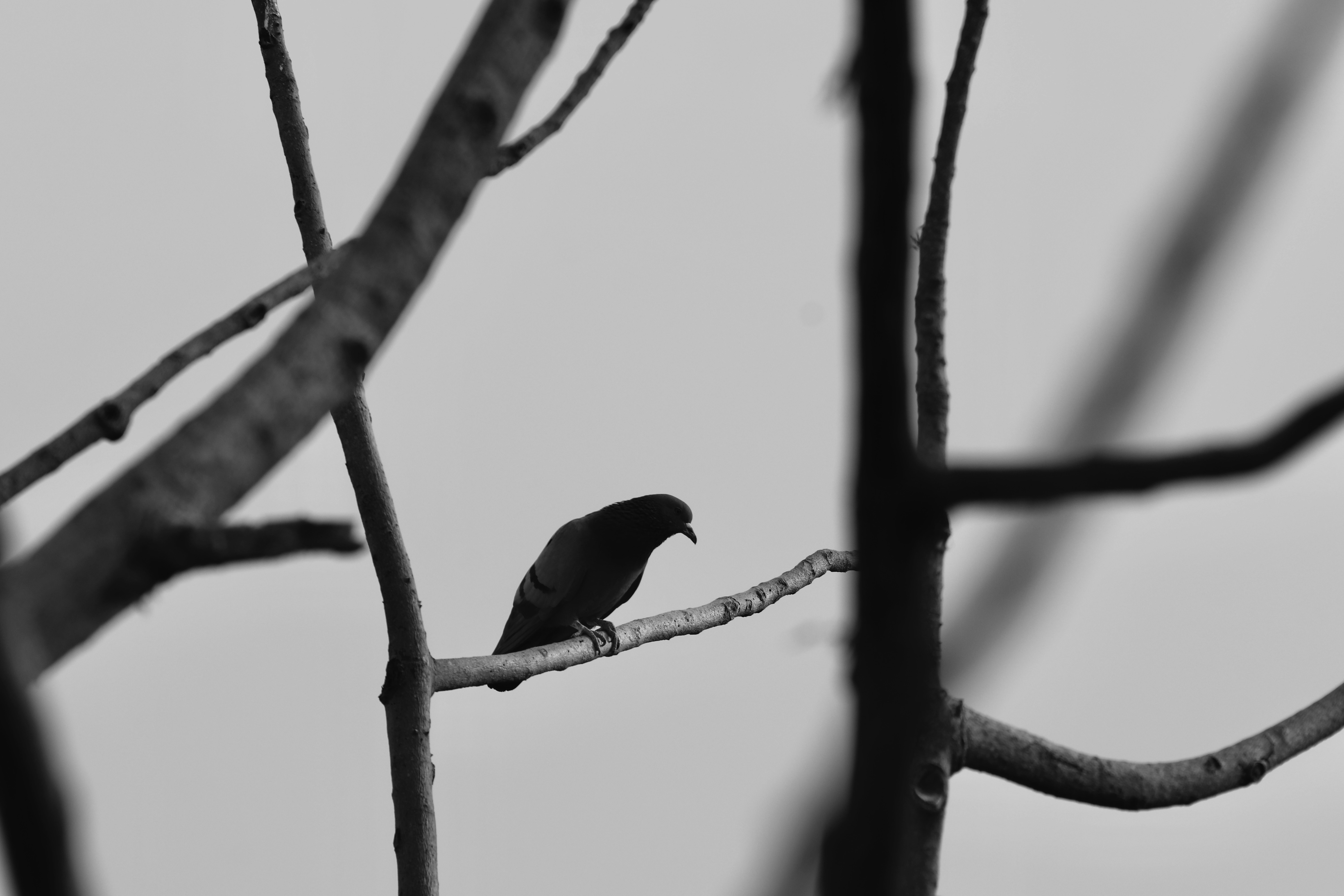 Silent Green Figure: A Perched Bird Framed by Gnarled Branches