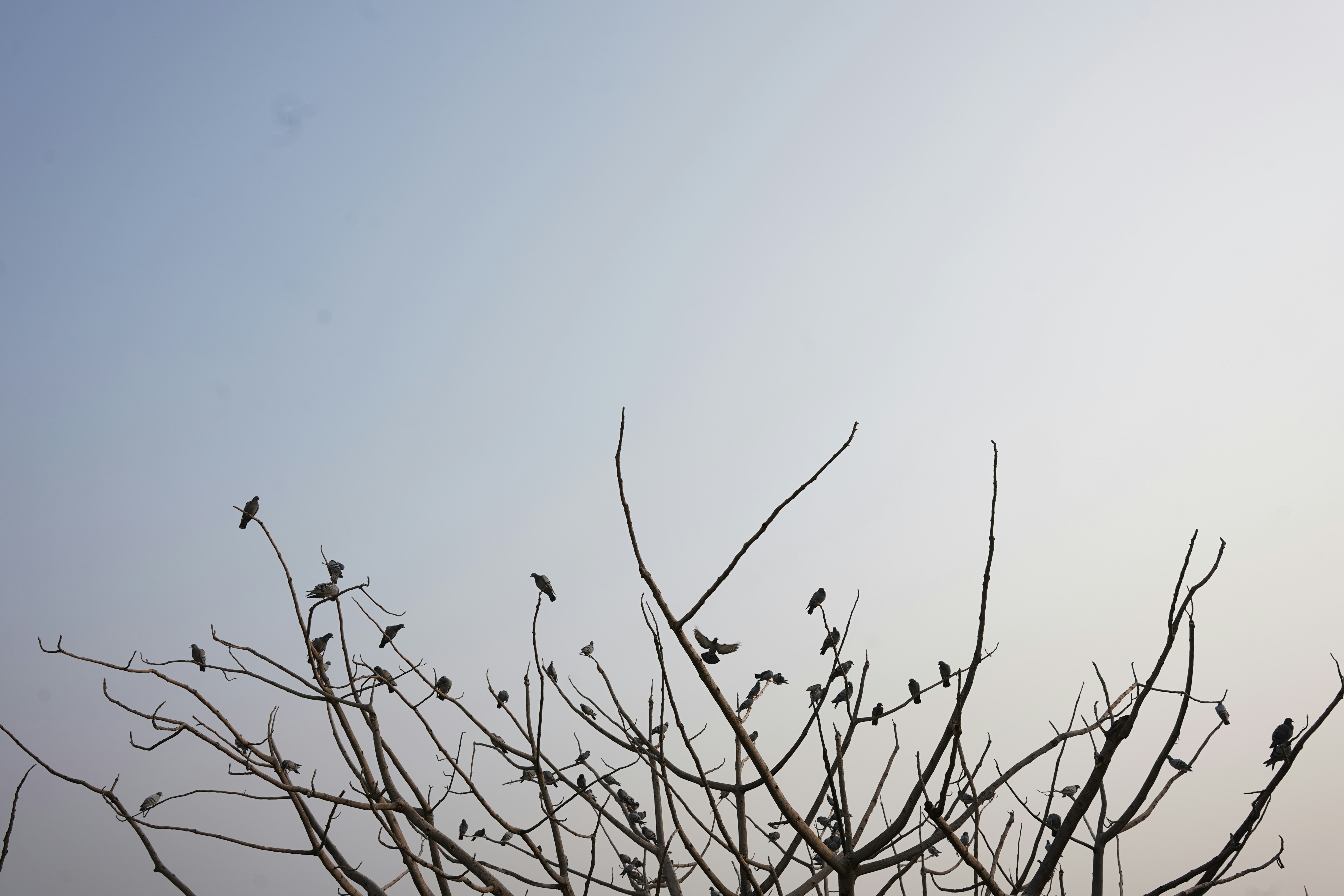 Bare Branches at Dusk: A Skyward Silhouette