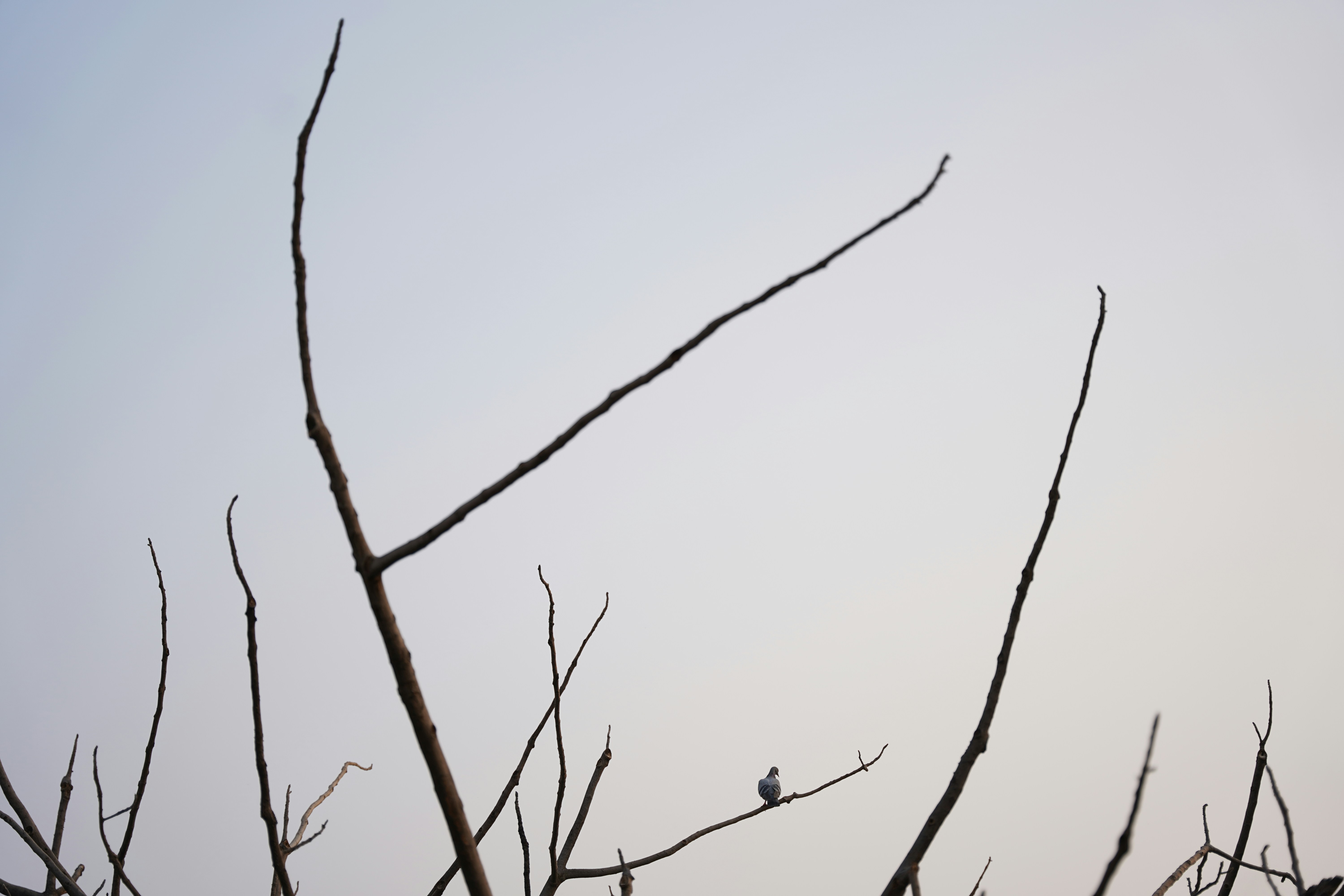Sparse Branches, Quiet Sentinel: A Single Sparrow on Winter Skies