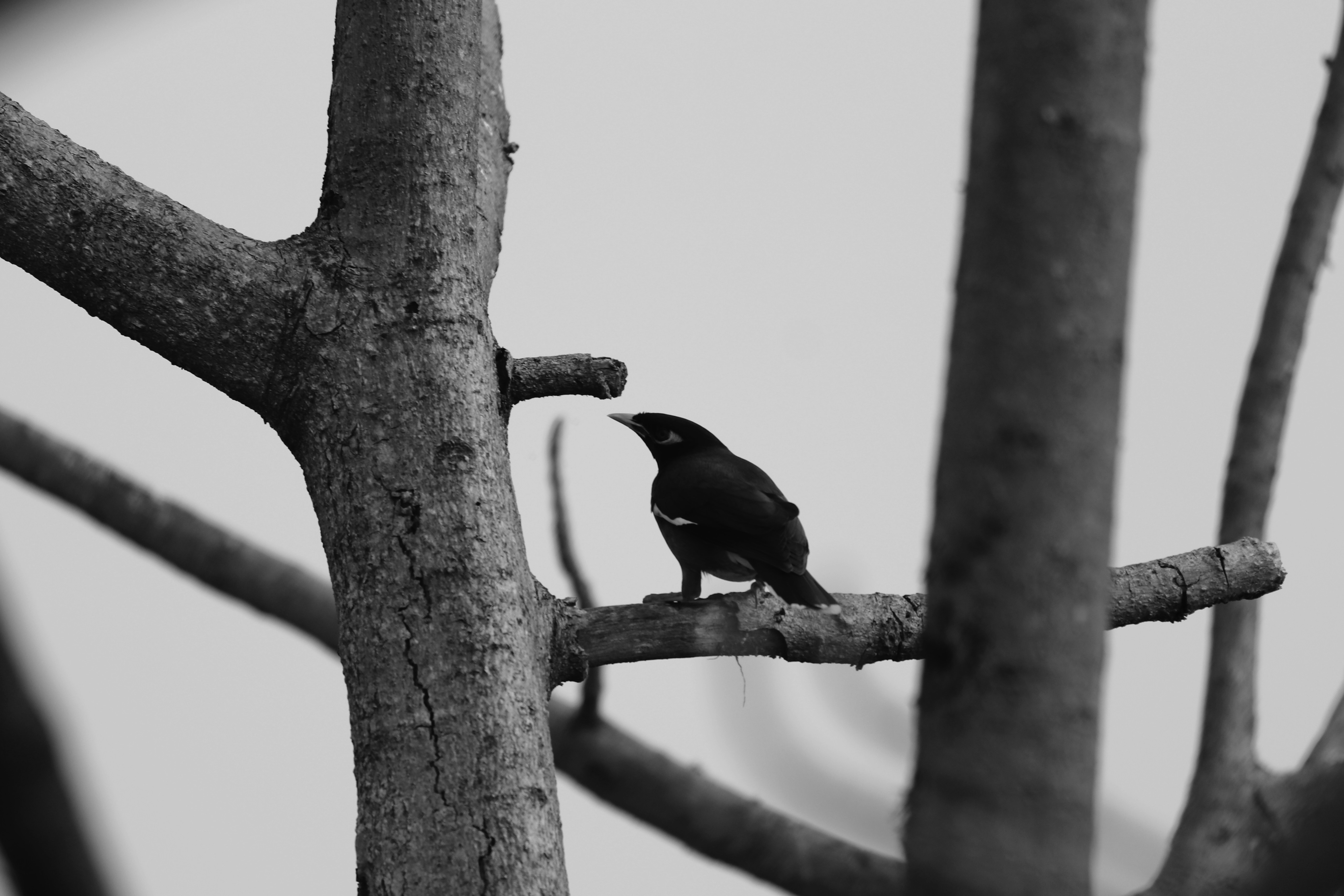 Silent Perch: A Black Bird Framed Among Scattered Branches