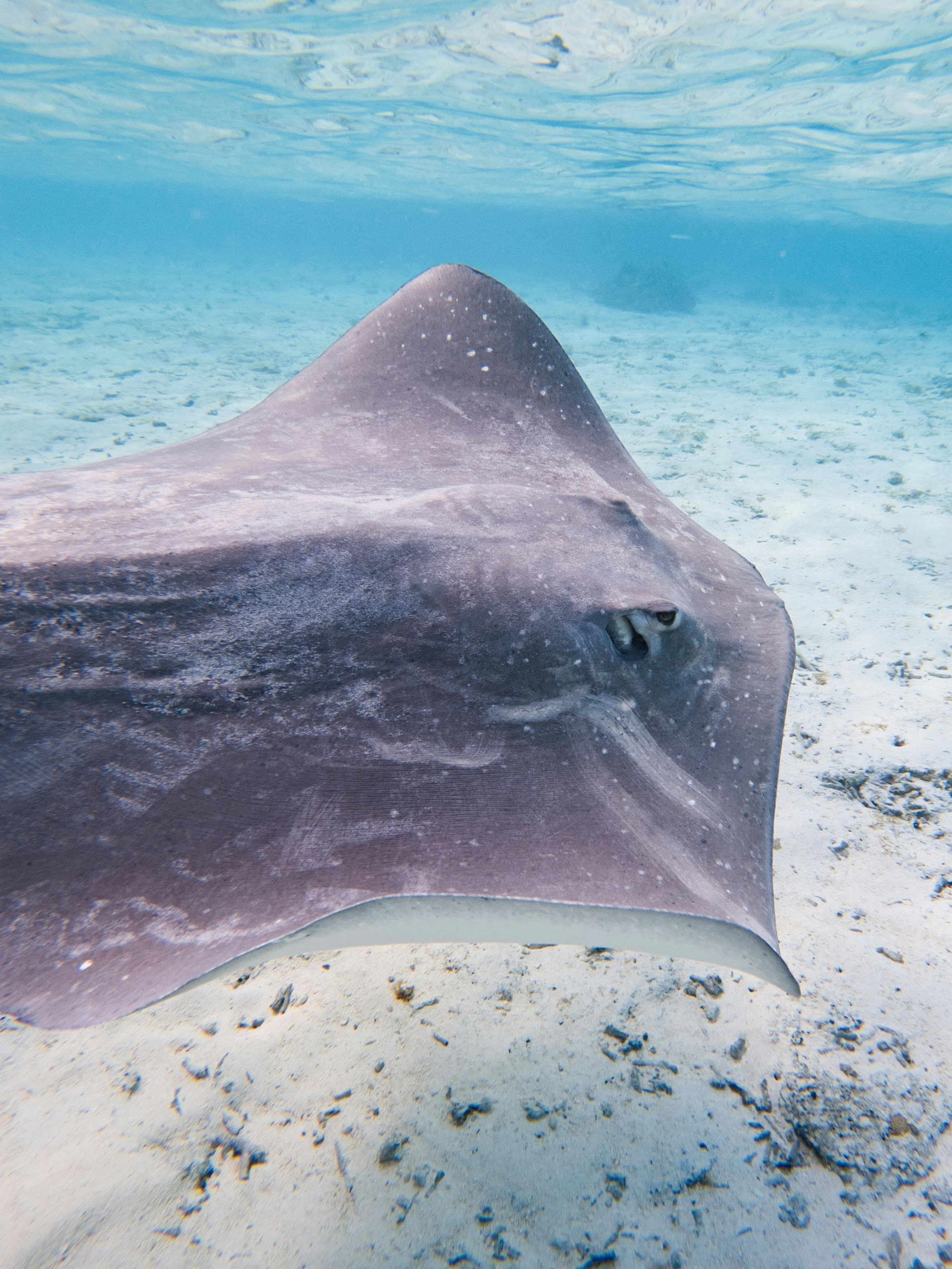 Silky stingray glides over sandy seafloor in crystal-clear water, its graceful curve drawn against a pale blue backdrop, captured by a compact underwater camera. This is a natural history still, not a logo or illustration.