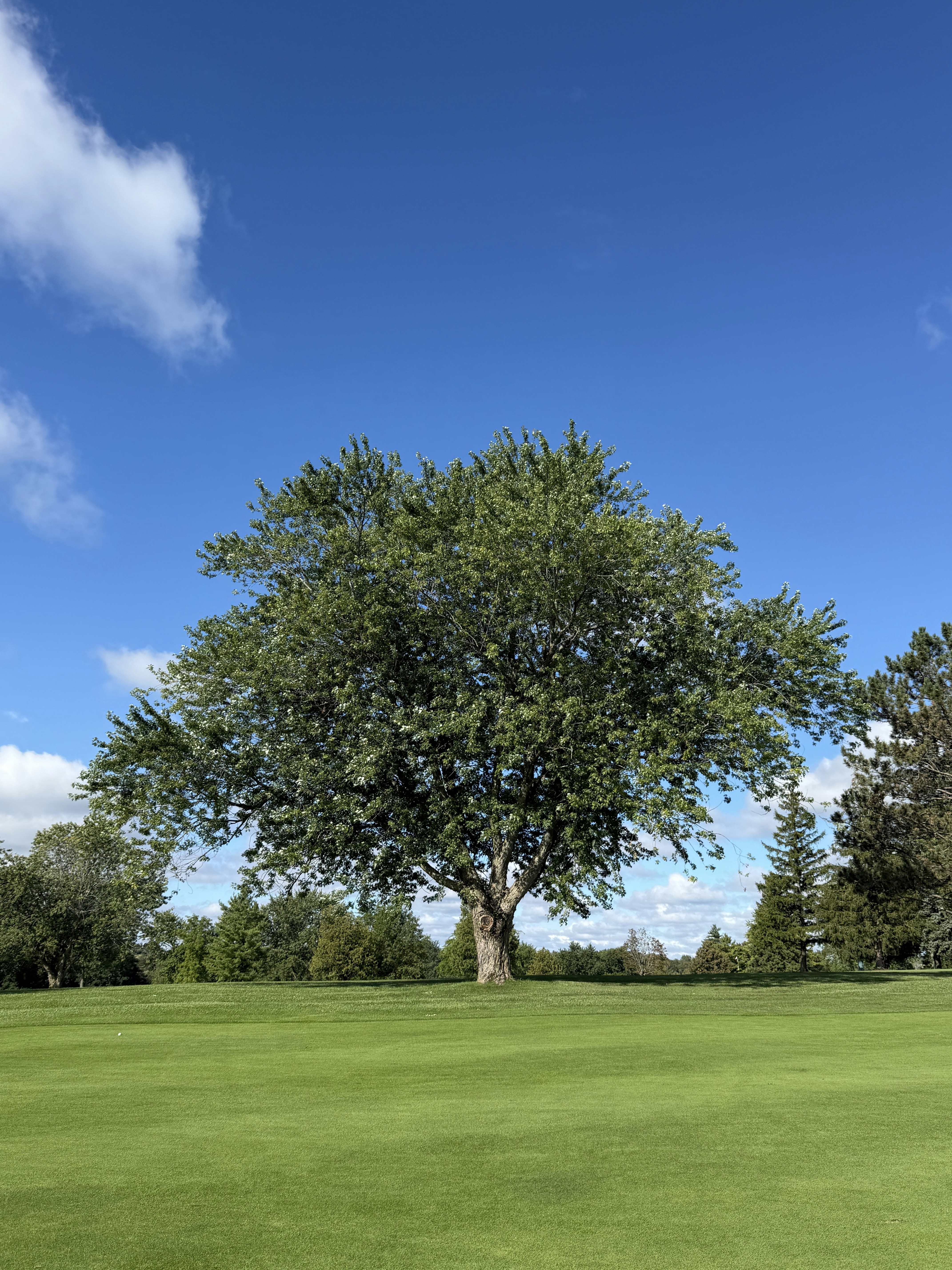 Majestic Lone Oak Reaching Over a Velvet Green