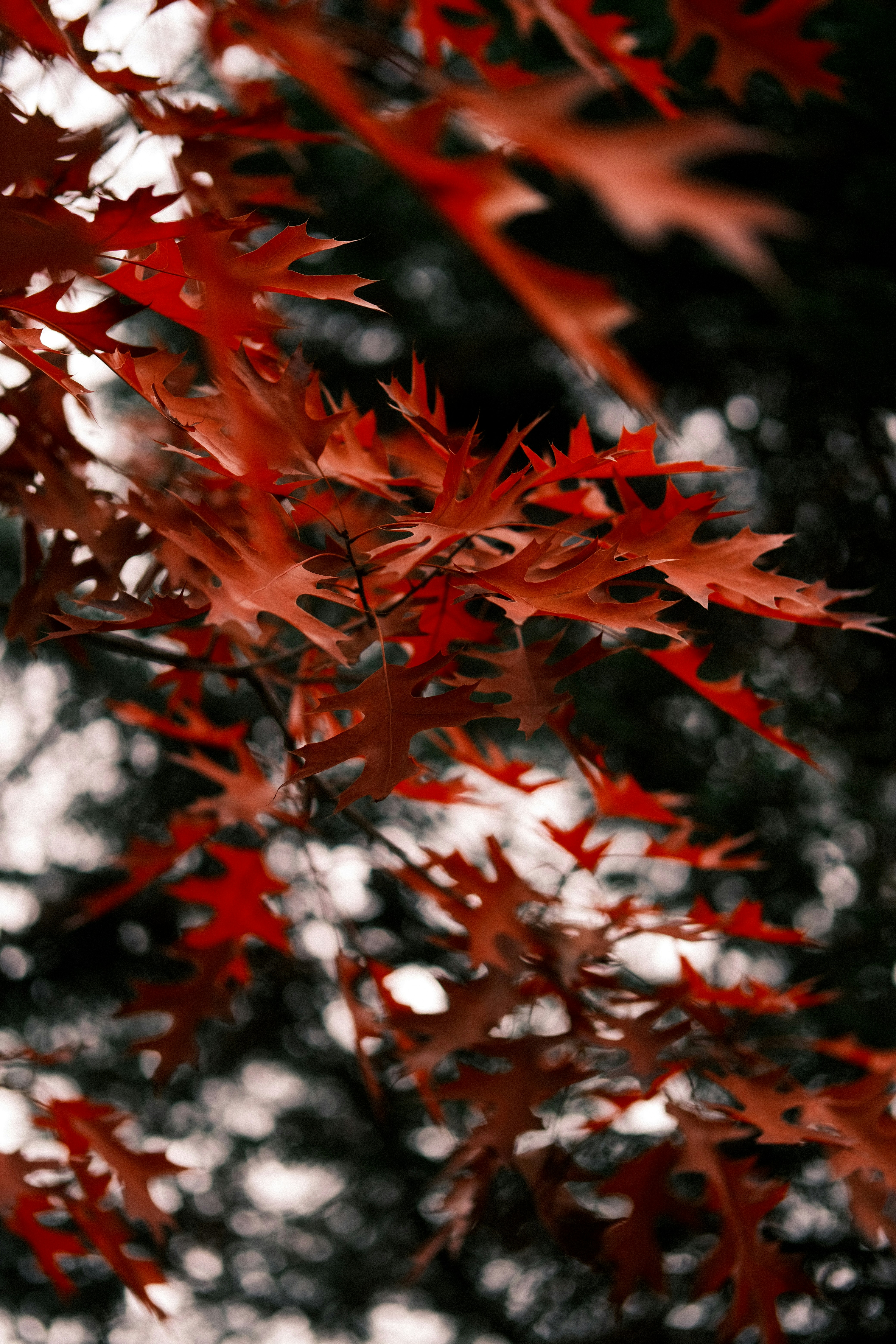 Crimson Maple Canopy: Autumn Leaves in Focus