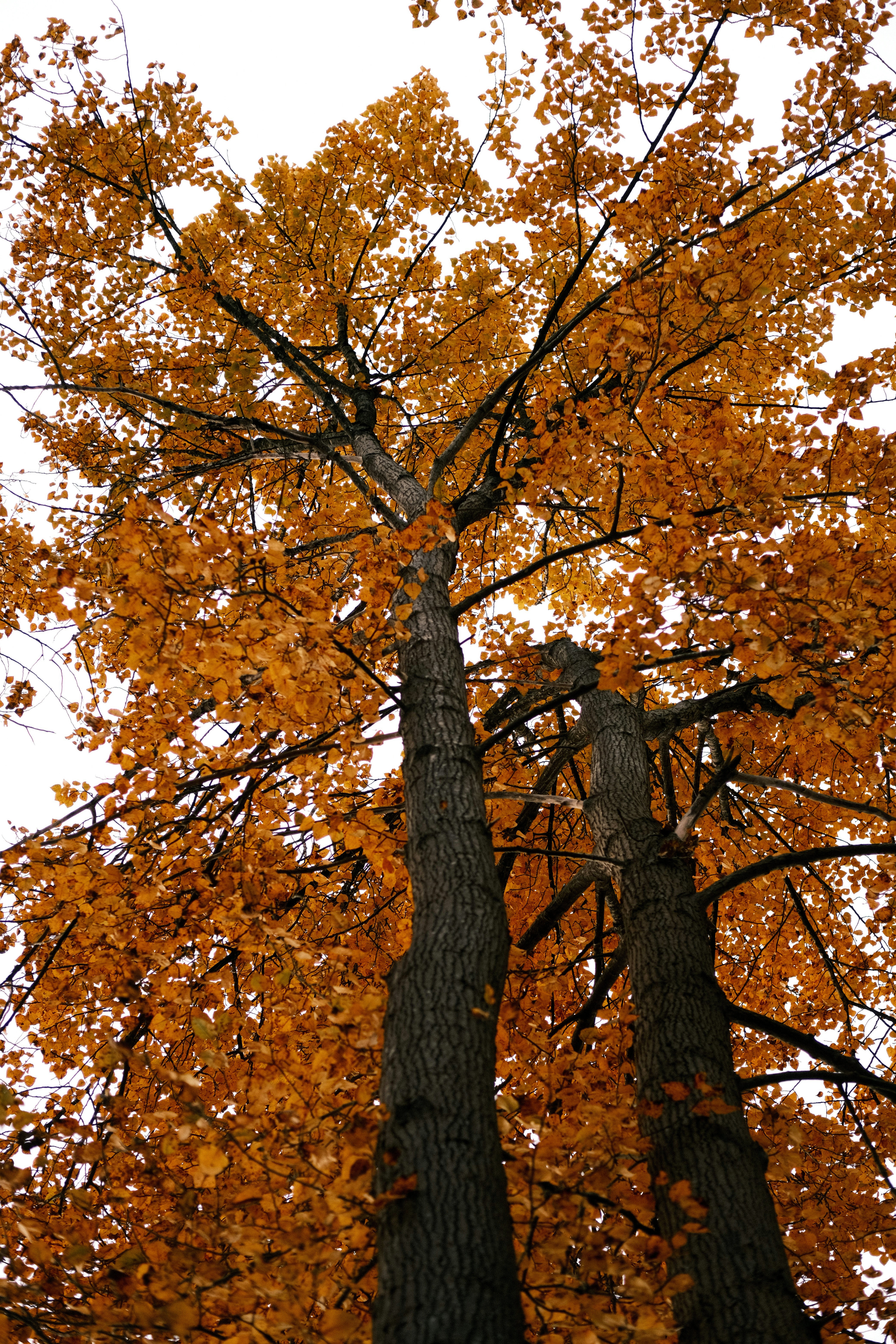 Autumn Skyward Giants: Orange Canopy Rising from Rugged Trunks