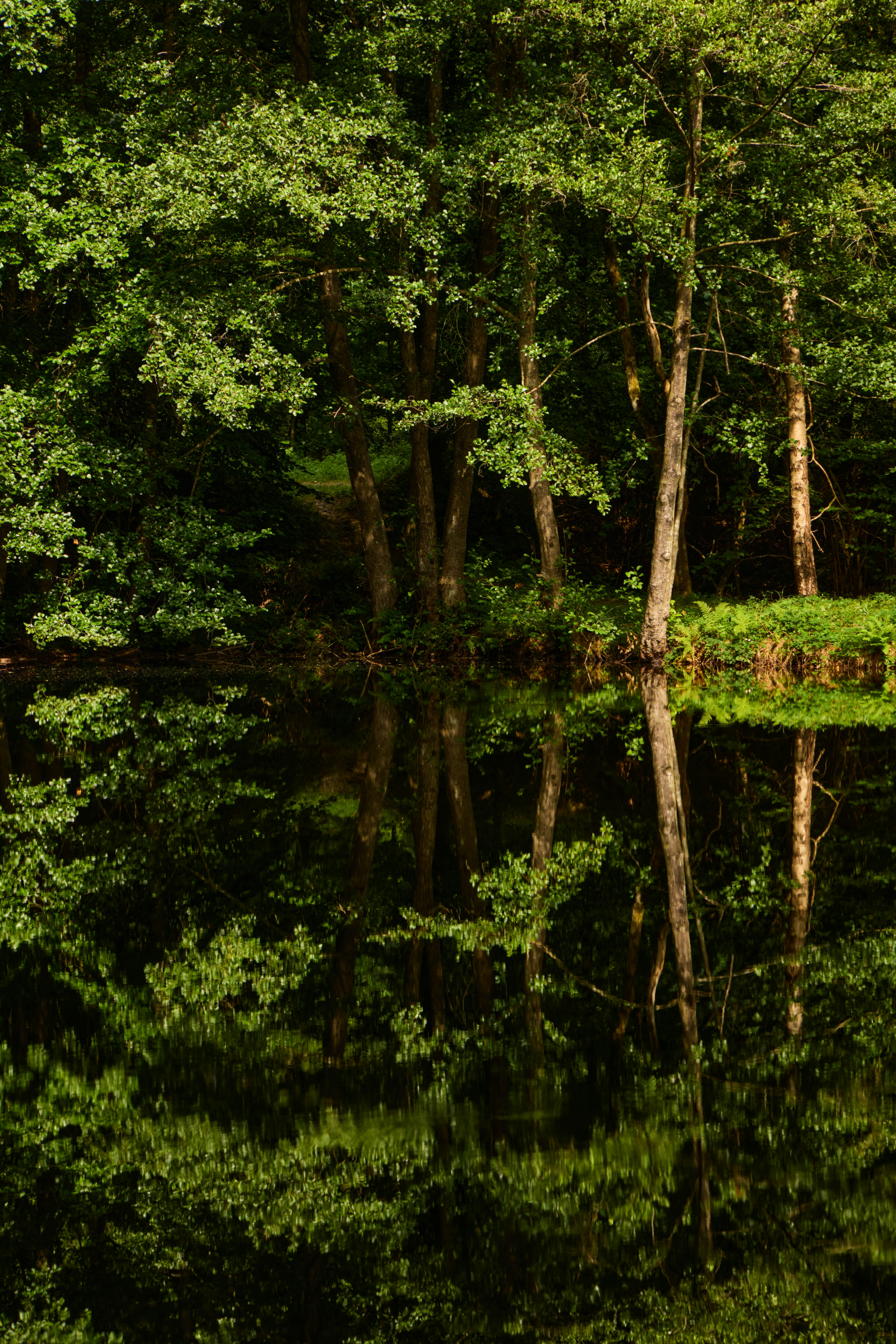 Dense green trees rise from a still, dark pond, creating a near-perfect reflection that doubles the scene. A serene woodland scene with a calm, mirror-like surface.
