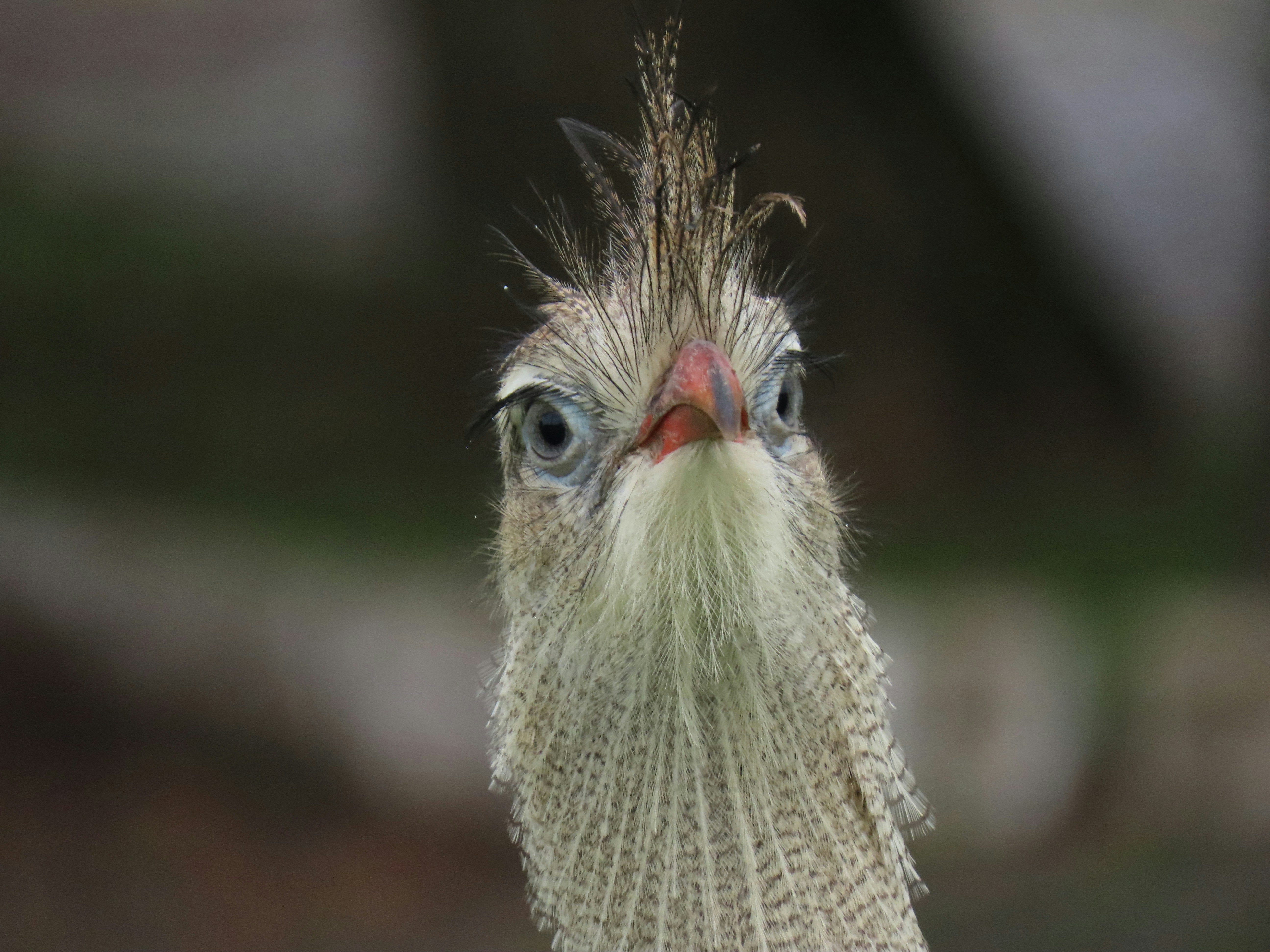 Upward Focus: Close-up of a Crested Chick’s Gaze