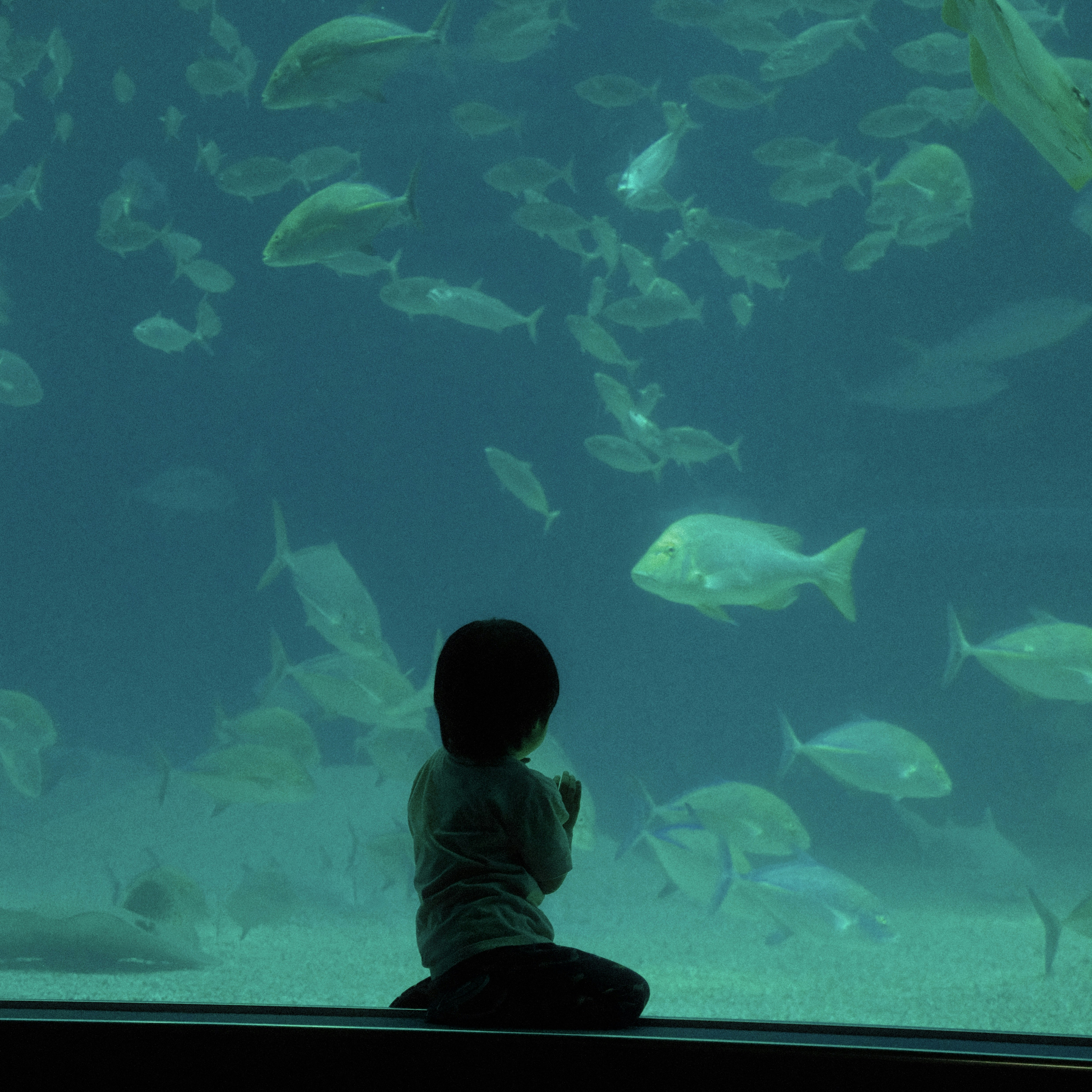 Little Observer Amid a School of Blue-green Fathoms