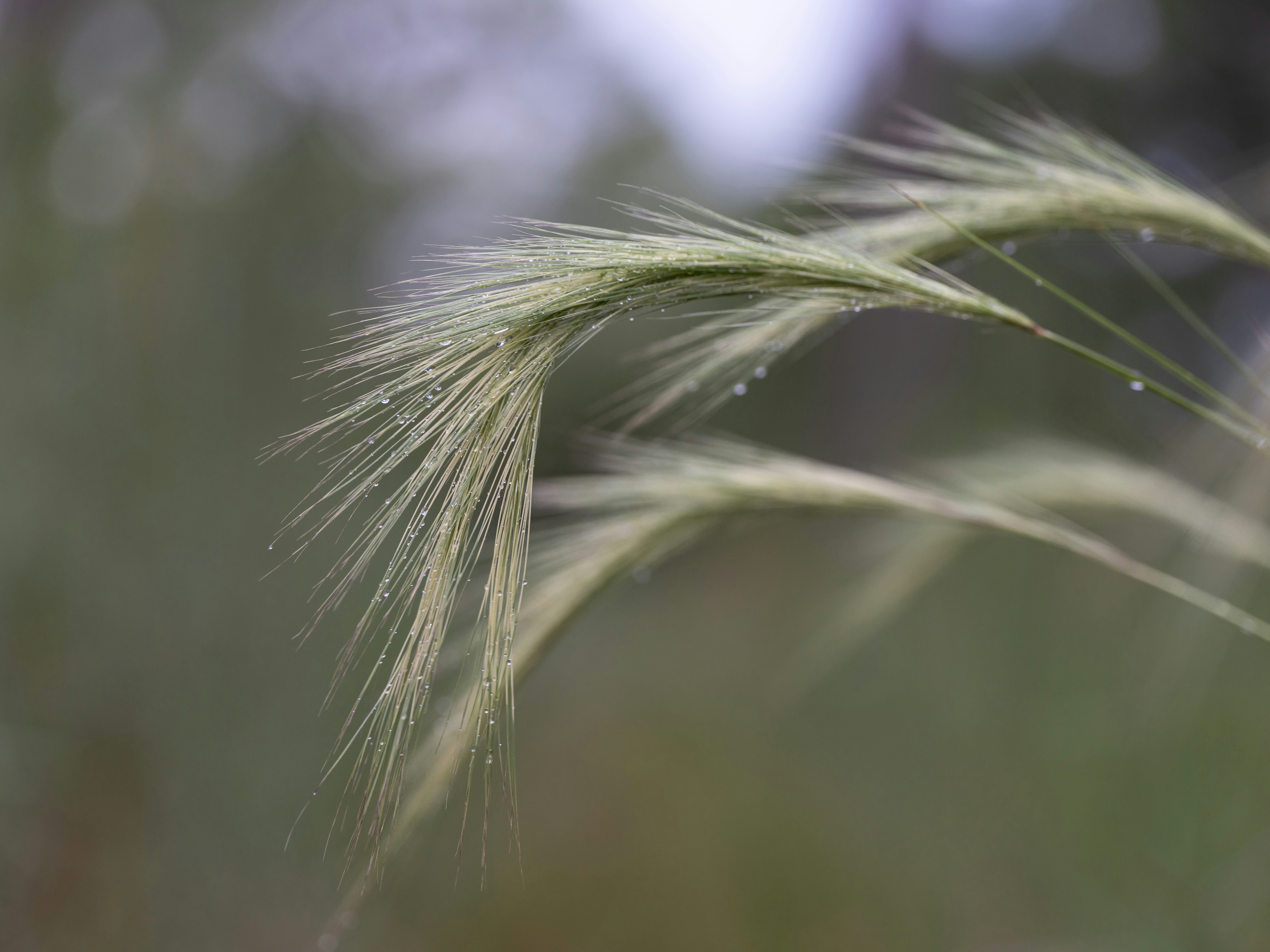 Delicate Seed Head Bending in Soft Backdrop