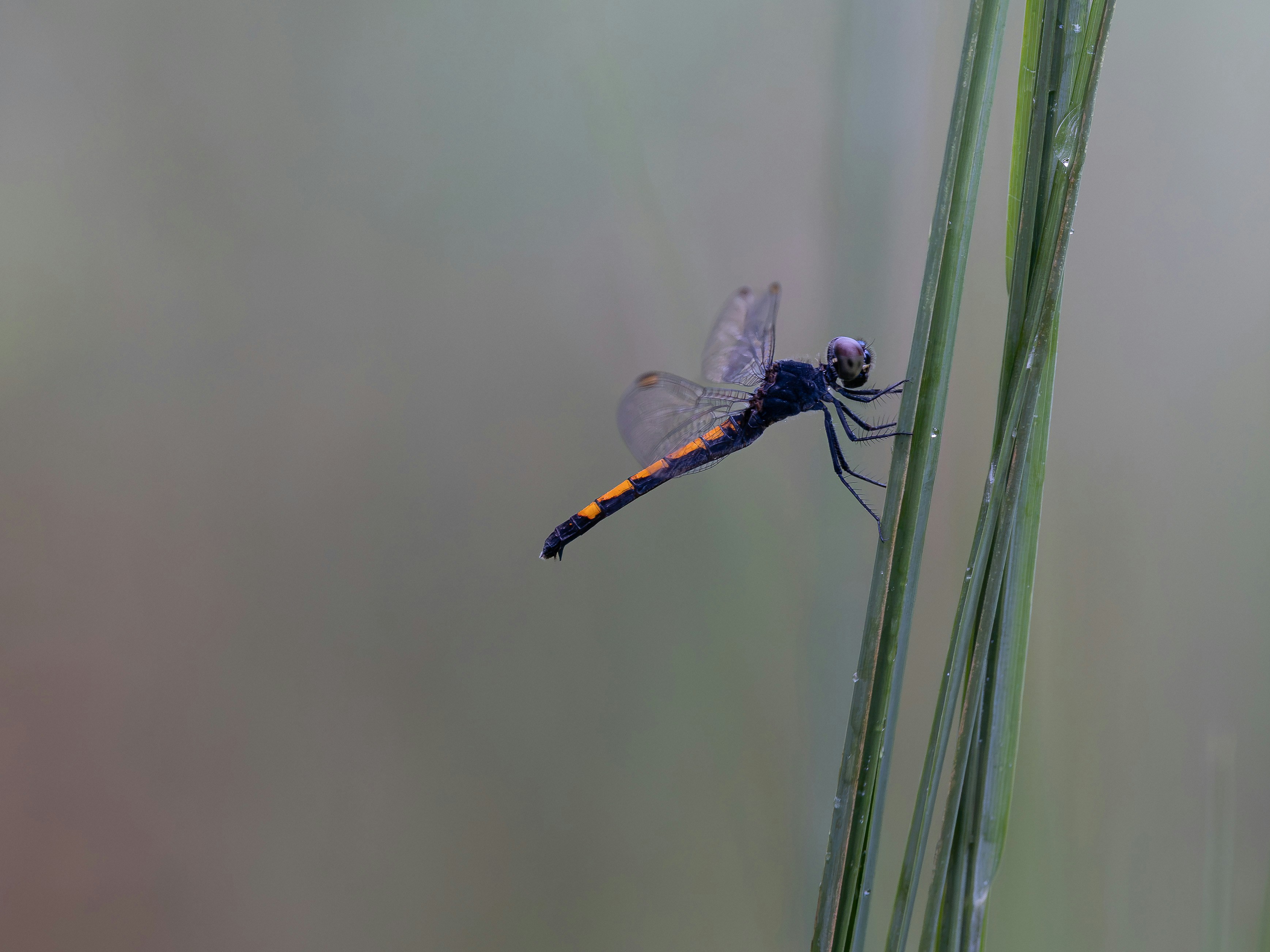 Amber-Striped Dragonfly on Slender Reed
